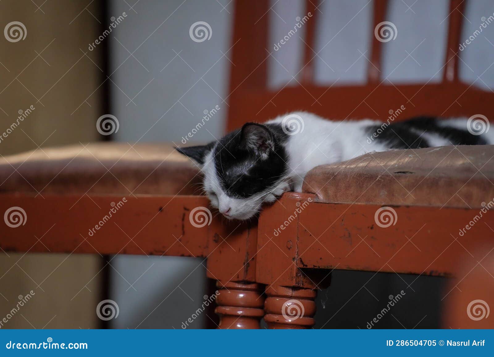 Comfortable Cat Pose Sleeping between Chairs Stock Image - Image of ...