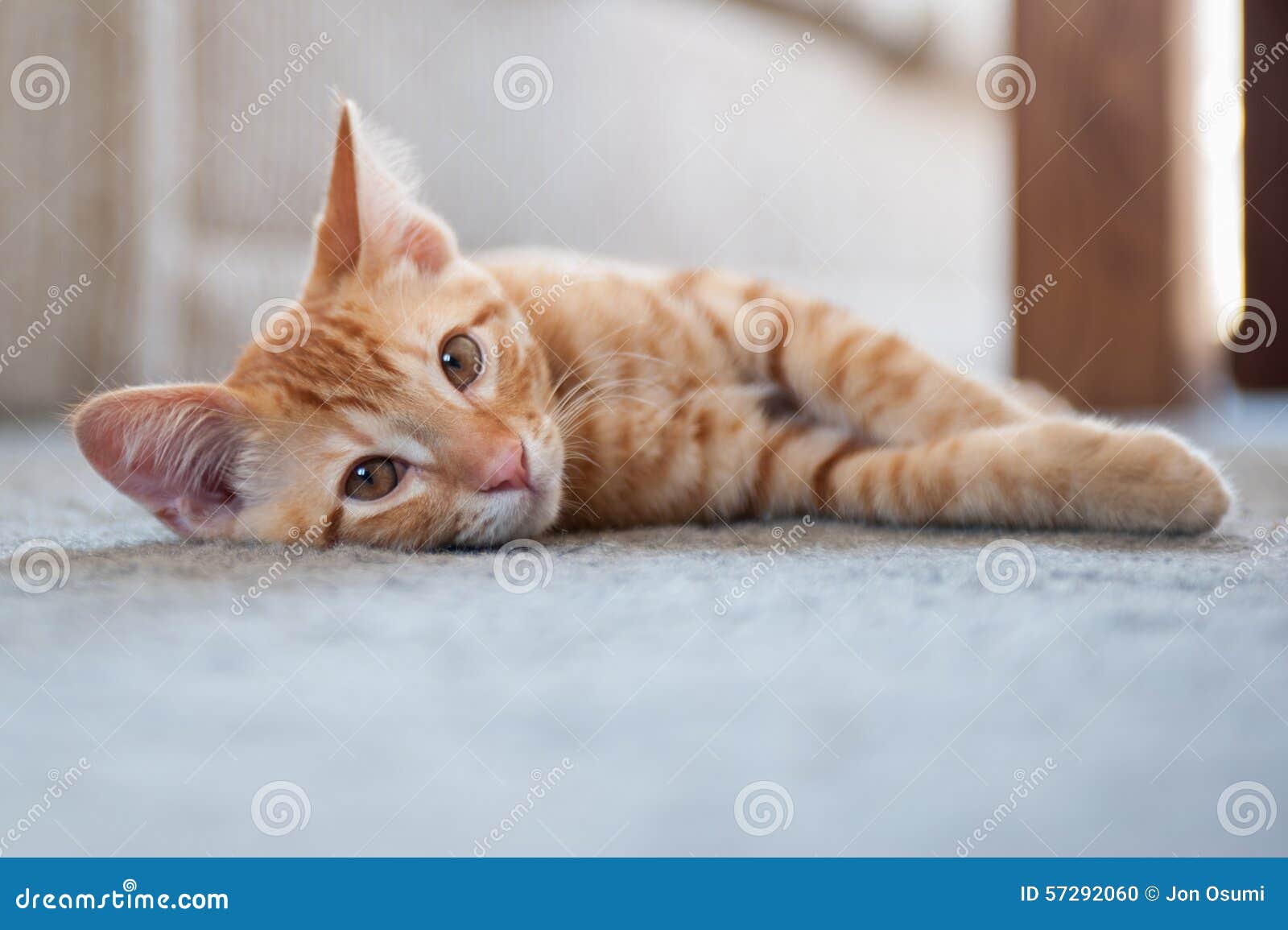 Comfortable Kitten on the Carpet Stock Photo - Image of relaxing, furry ...