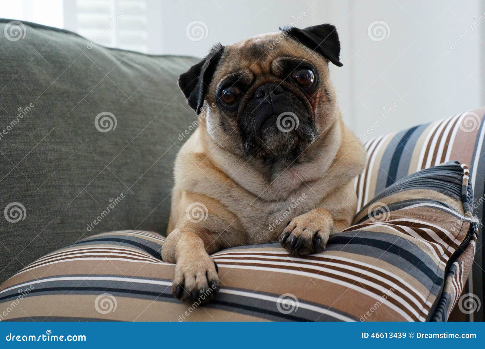 Comfortable Pug stock image. Image of couch, grey, blue - 46613439