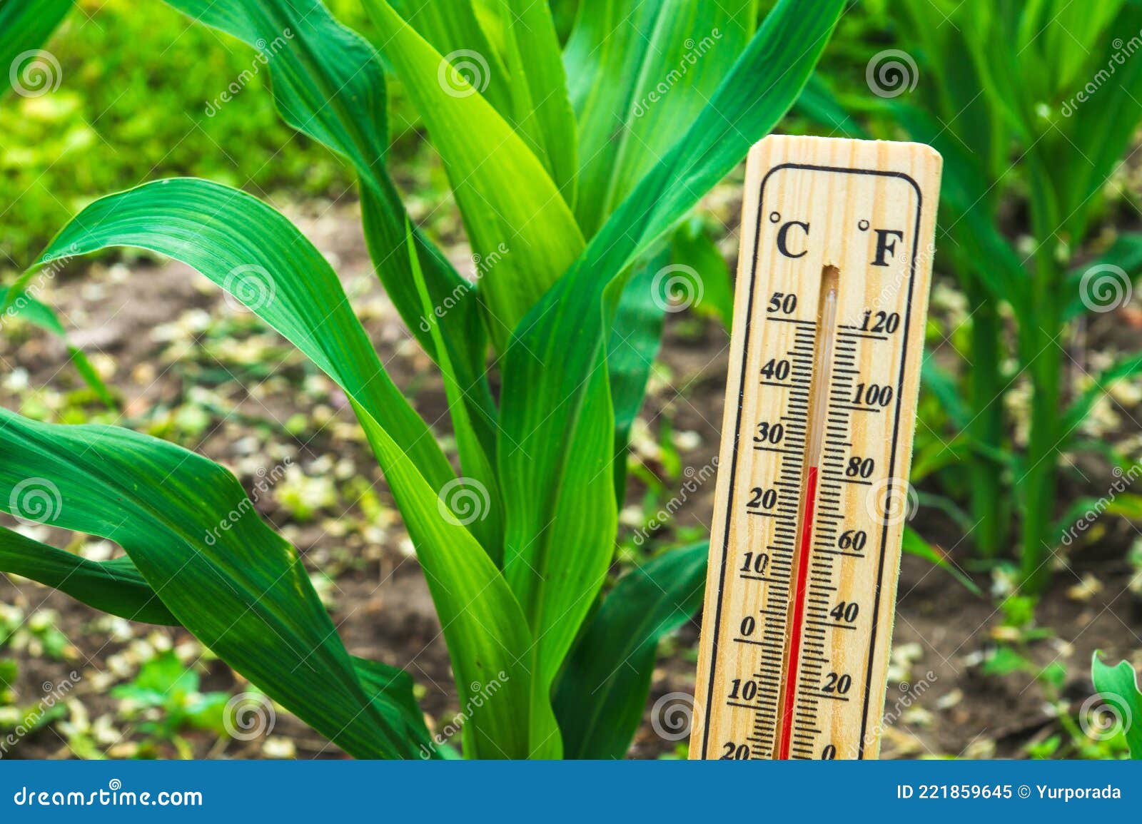 Comfortable Temperature for Growing Corn on the Plantation. Thermometer ...
