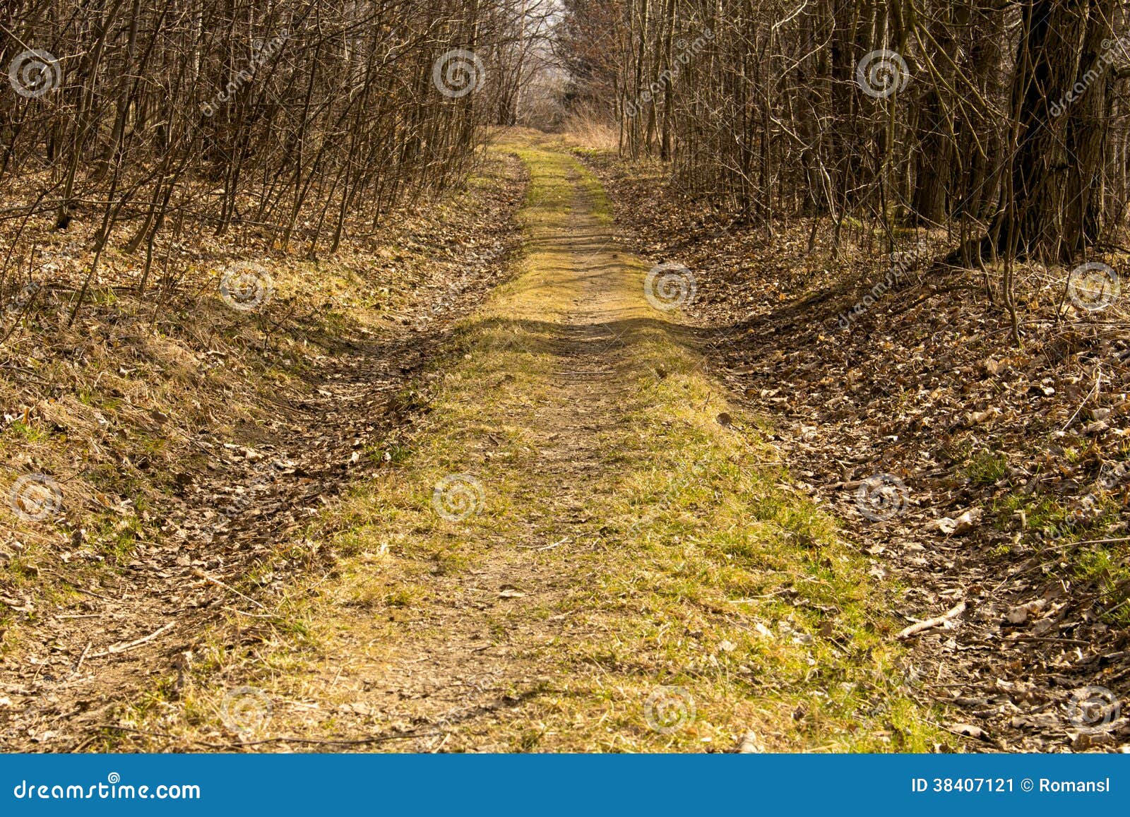 Comfortable Way Inside of Forest Stock Image - Image of design, object ...