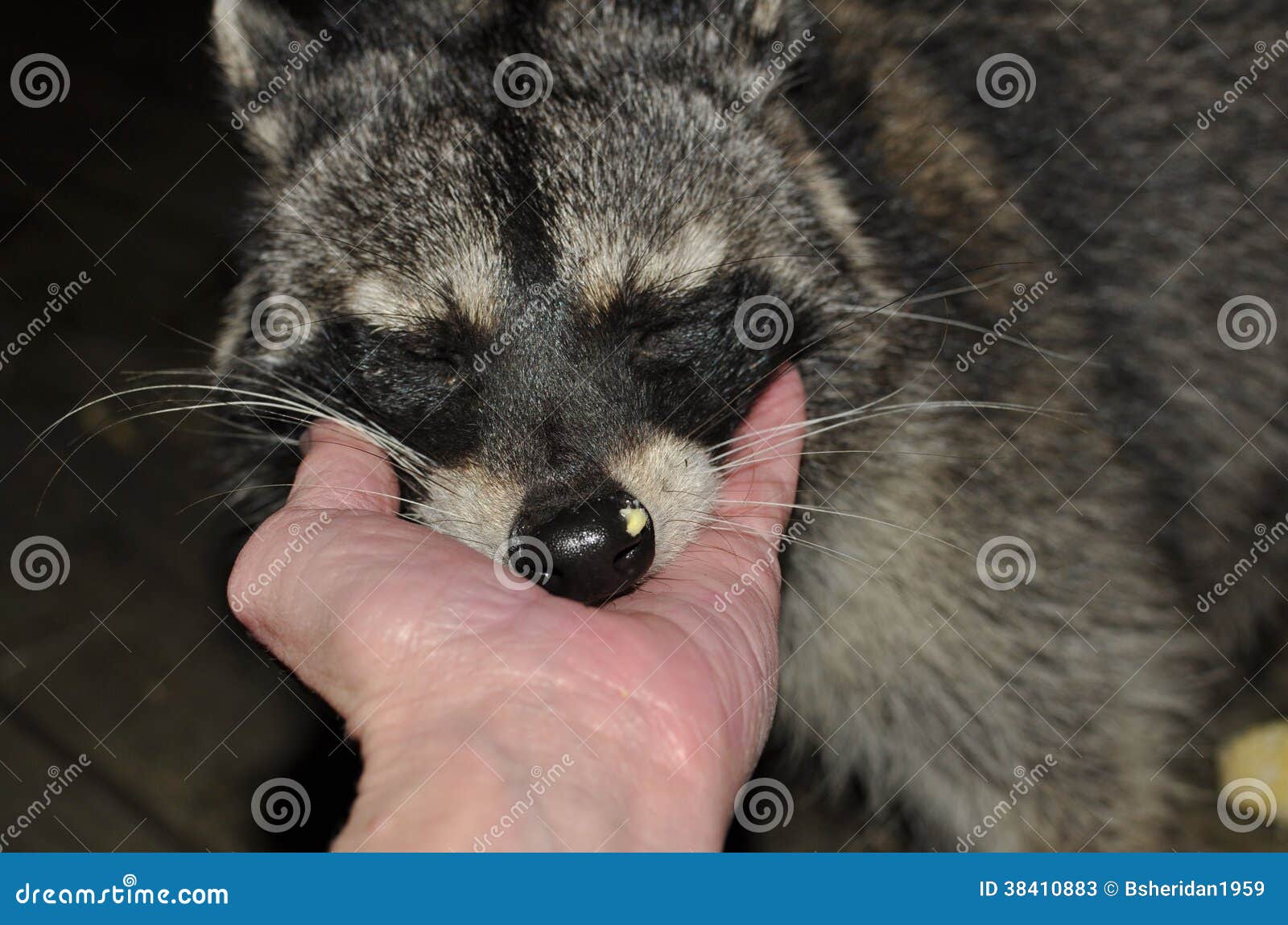 Comforting the Raccoon stock image. Image of wildlife - 38410883