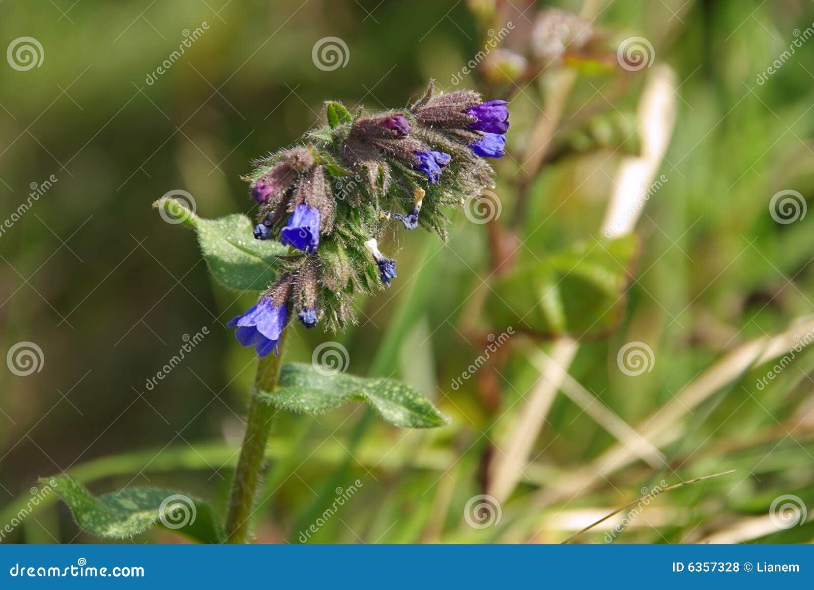 Comfrey 01 stock photo. Image of flowers, green, herb - 6357328