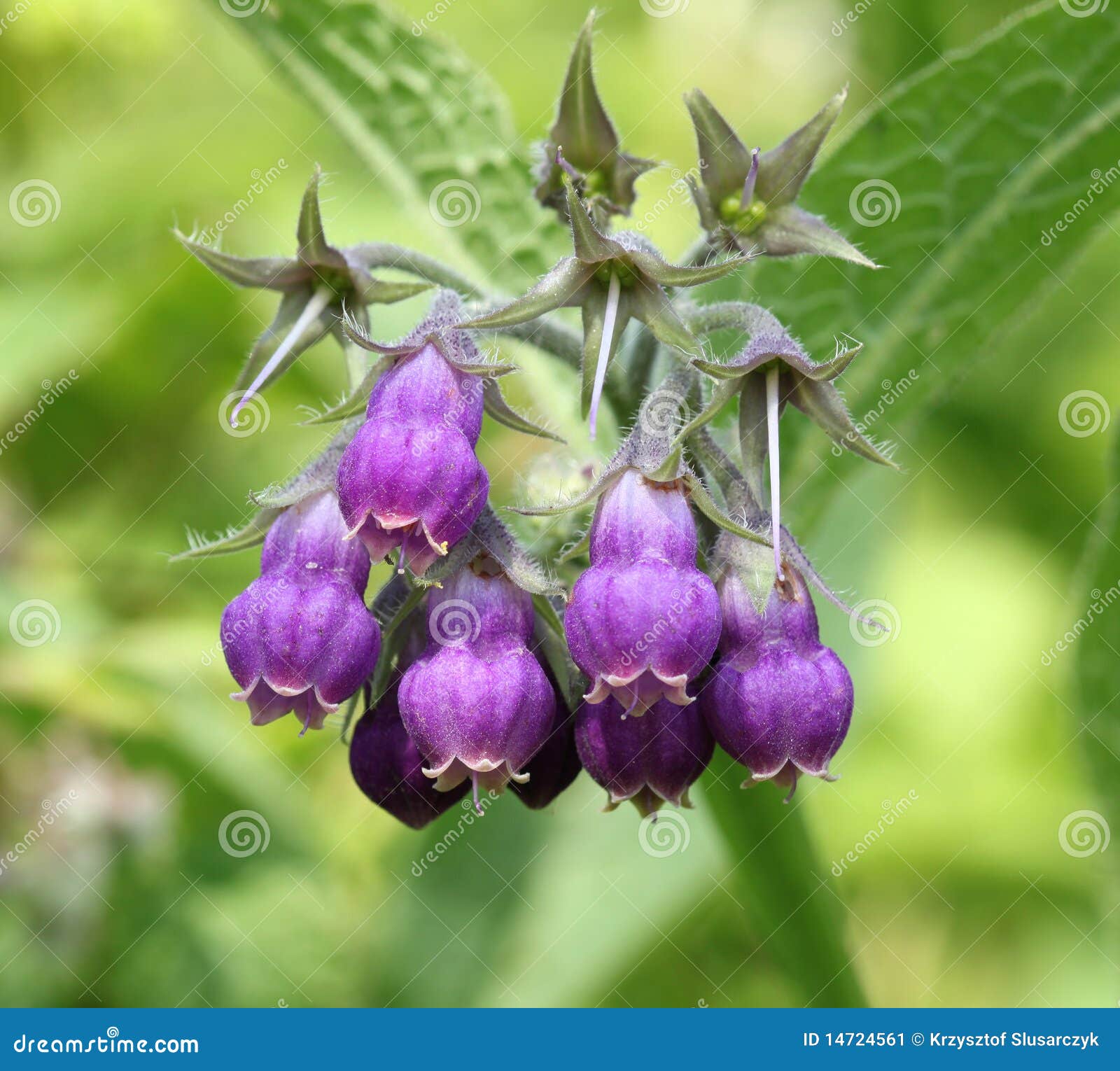 Comfrey stock image. Image of comfrey, flower, medicine - 14724561