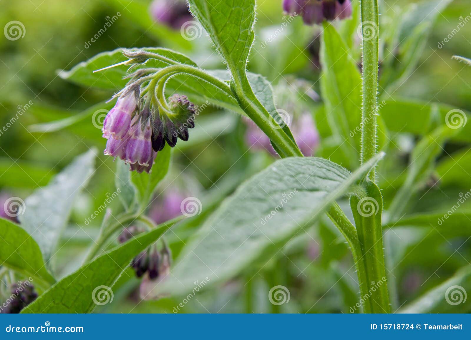 Comfrey stock photo. Image of flora, compost, herb, organic - 15718724