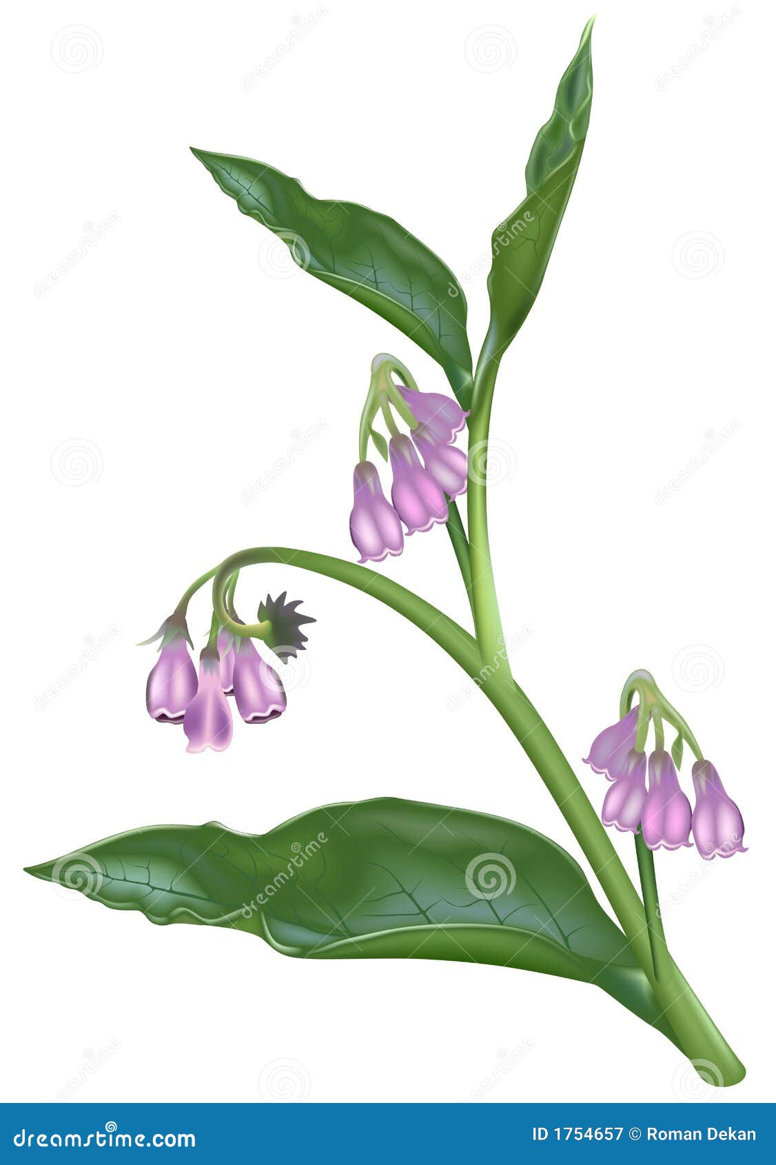 Comfrey stock vector. Illustration of cosmetic, crude - 1754657