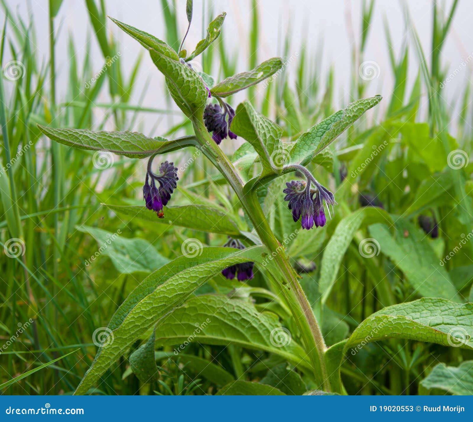 Comfrey stock image. Image of background, color, foreground - 19020553