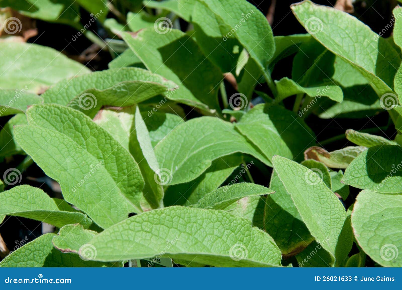 Comfrey stock image. Image of compost, garden, leaf, comfrey - 26021633