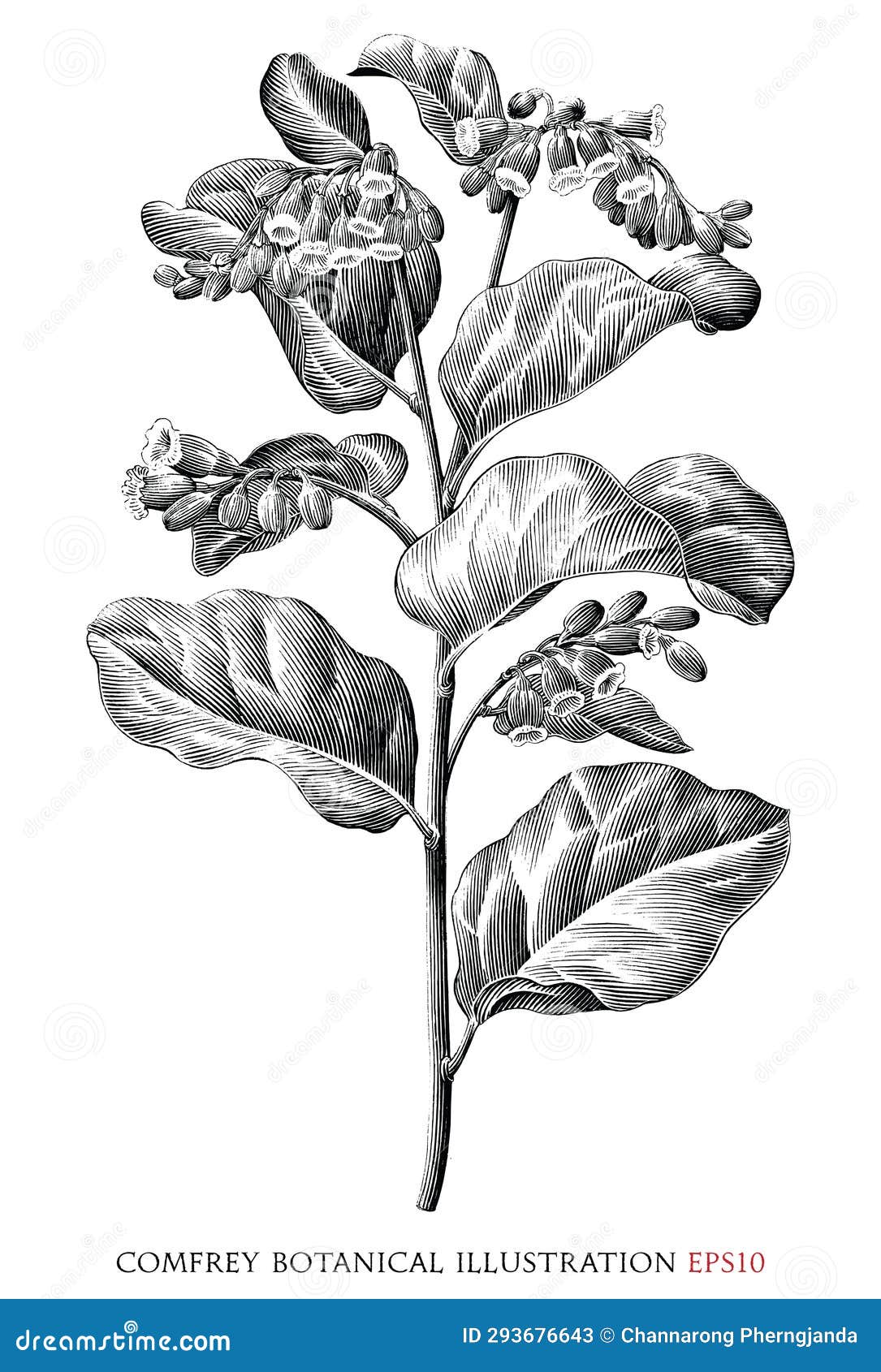 Comfrey Botanical Vintage Illustration Black And White Clip Art Cartoon ...