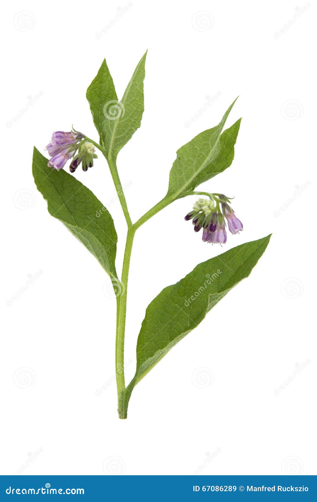 Comfrey; Common; medicinal stock image. Image of symphytum - 67086289