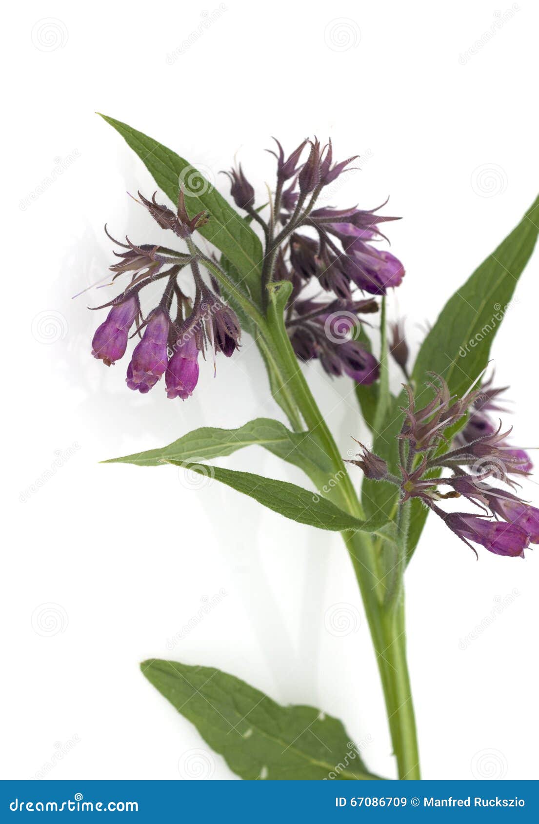 Comfrey; Common; medicinal stock image. Image of close - 67086709
