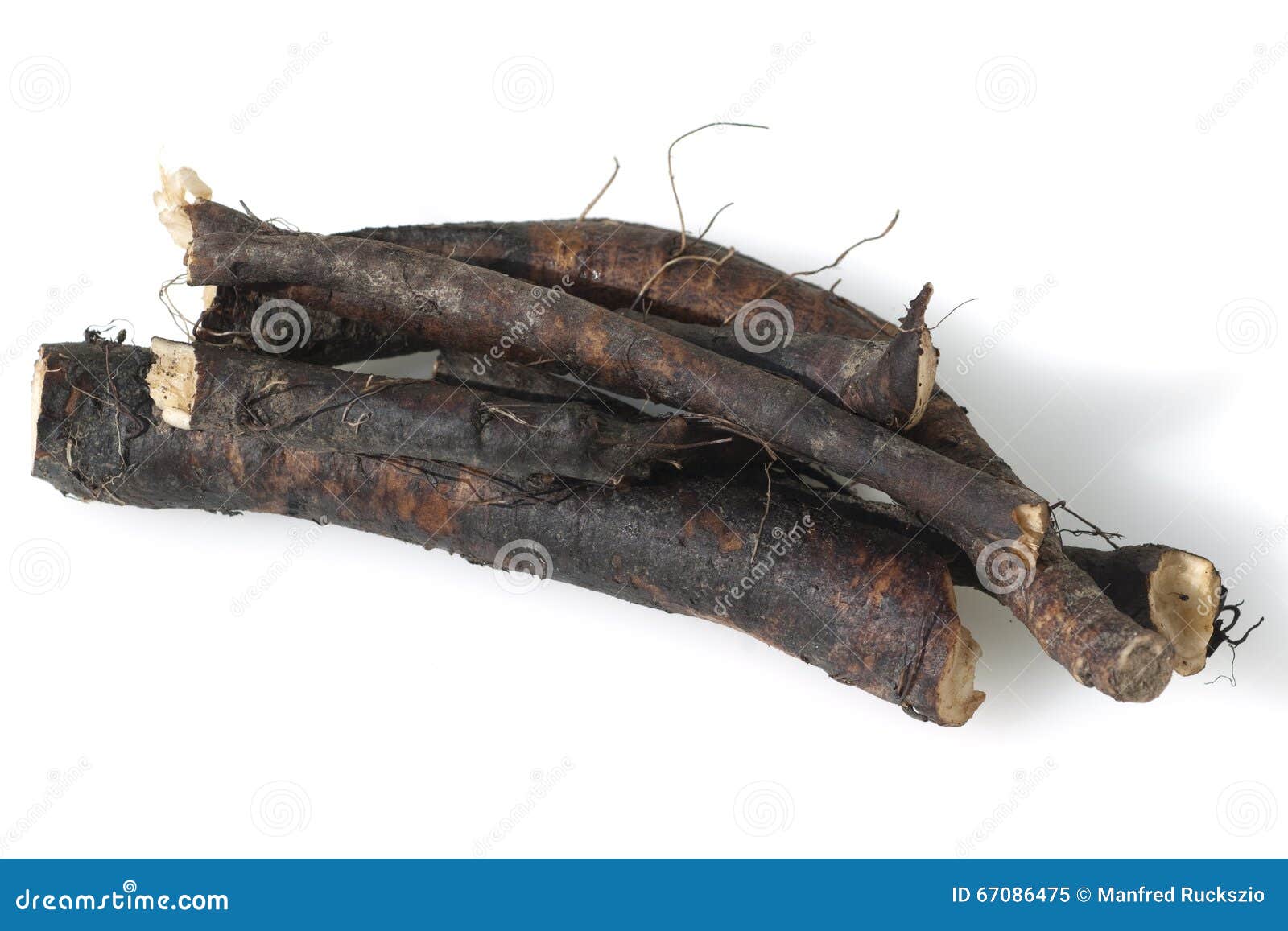 Comfrey; Common; Medicinal, Roots Stock Image - Image of homoeopathic ...