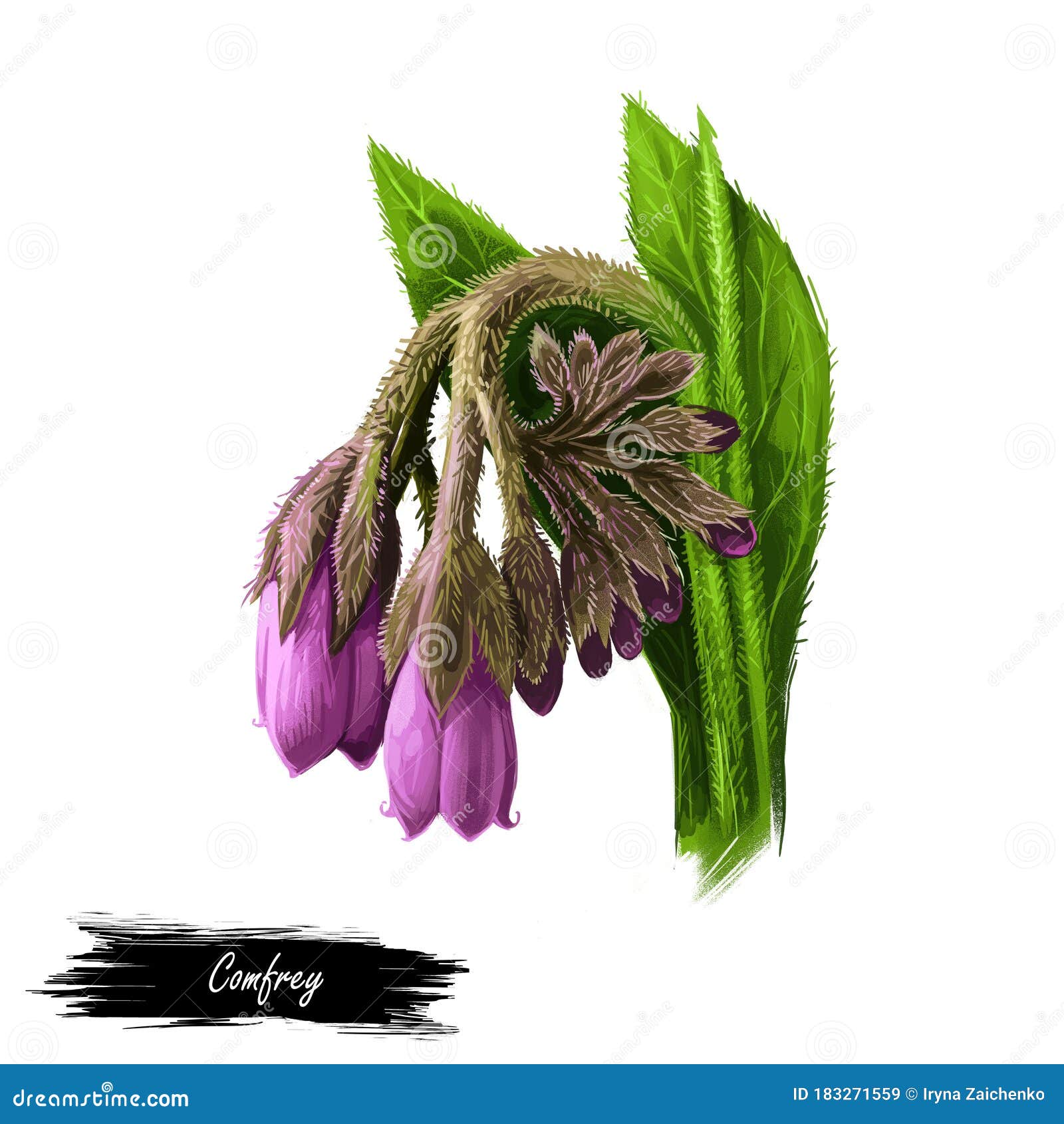 Comfrey or Comphrey, Blackwort, Common Comfrey, Slippery Root Digital ...