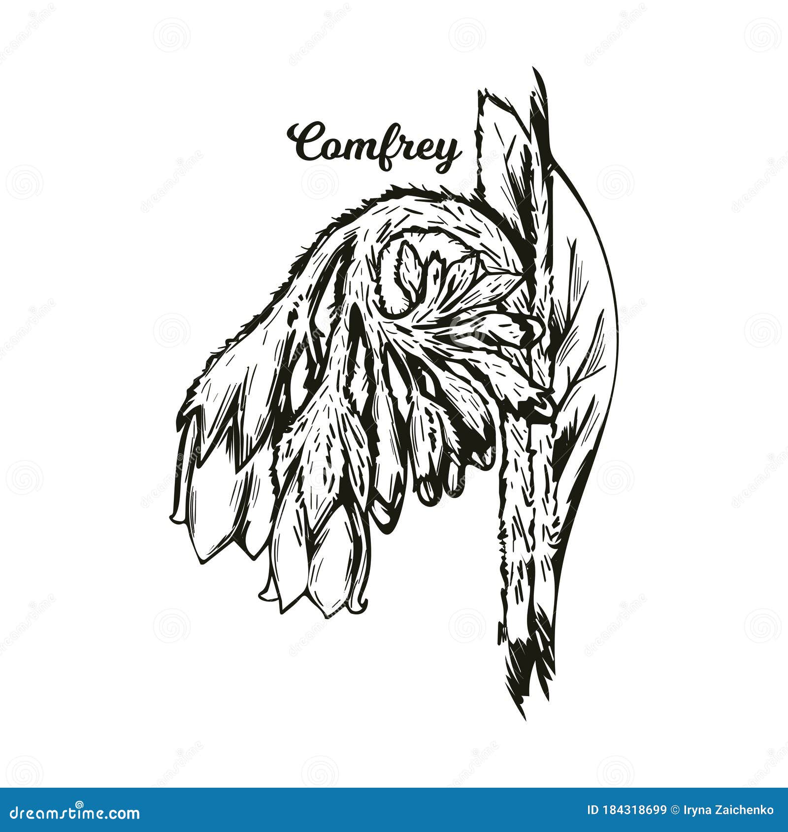 Comfrey Or Comphrey, Blackwort, Common Comfrey, Slippery Root Vector ...