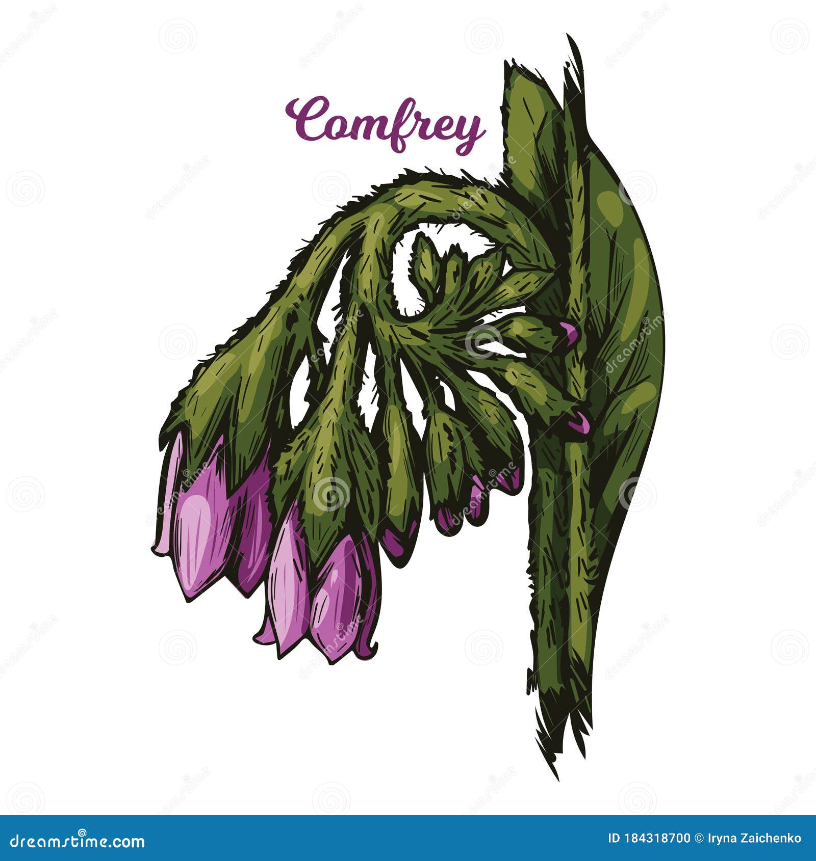 Comfrey Or Comphrey, Blackwort, Common Comfrey, Slippery Root Vector ...