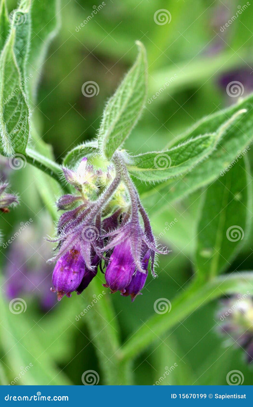 Comfrey flower stock image. Image of spring, herbs, health - 15670199