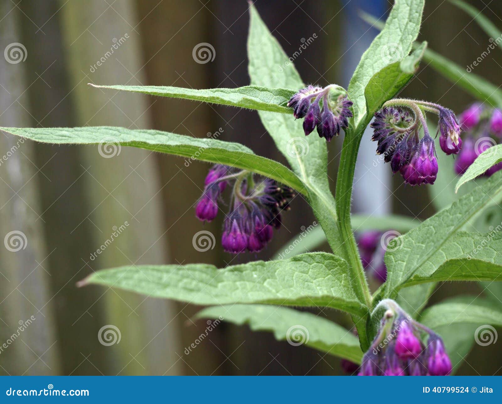 Comfrey in the garden stock photo. Image of green, detail - 40799524