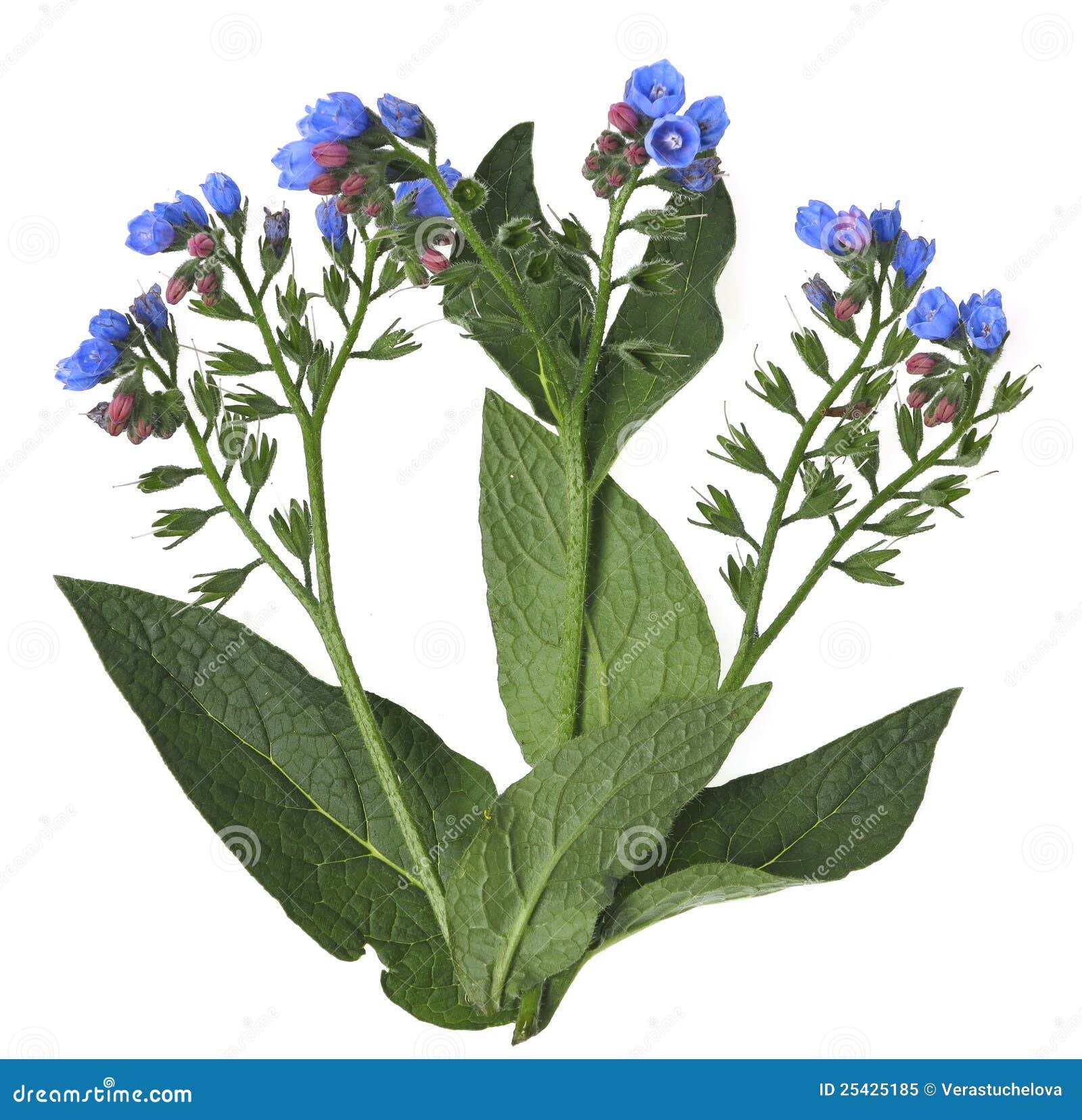 Comfrey herb stock image. Image of skincare, flora, isolation - 25425185