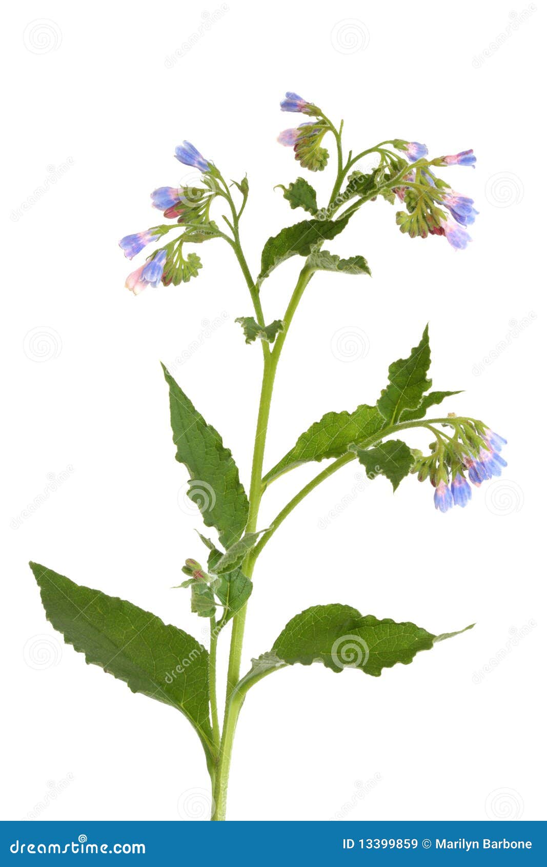 Comfrey Herb with Flowers stock image. Image of species - 13399859
