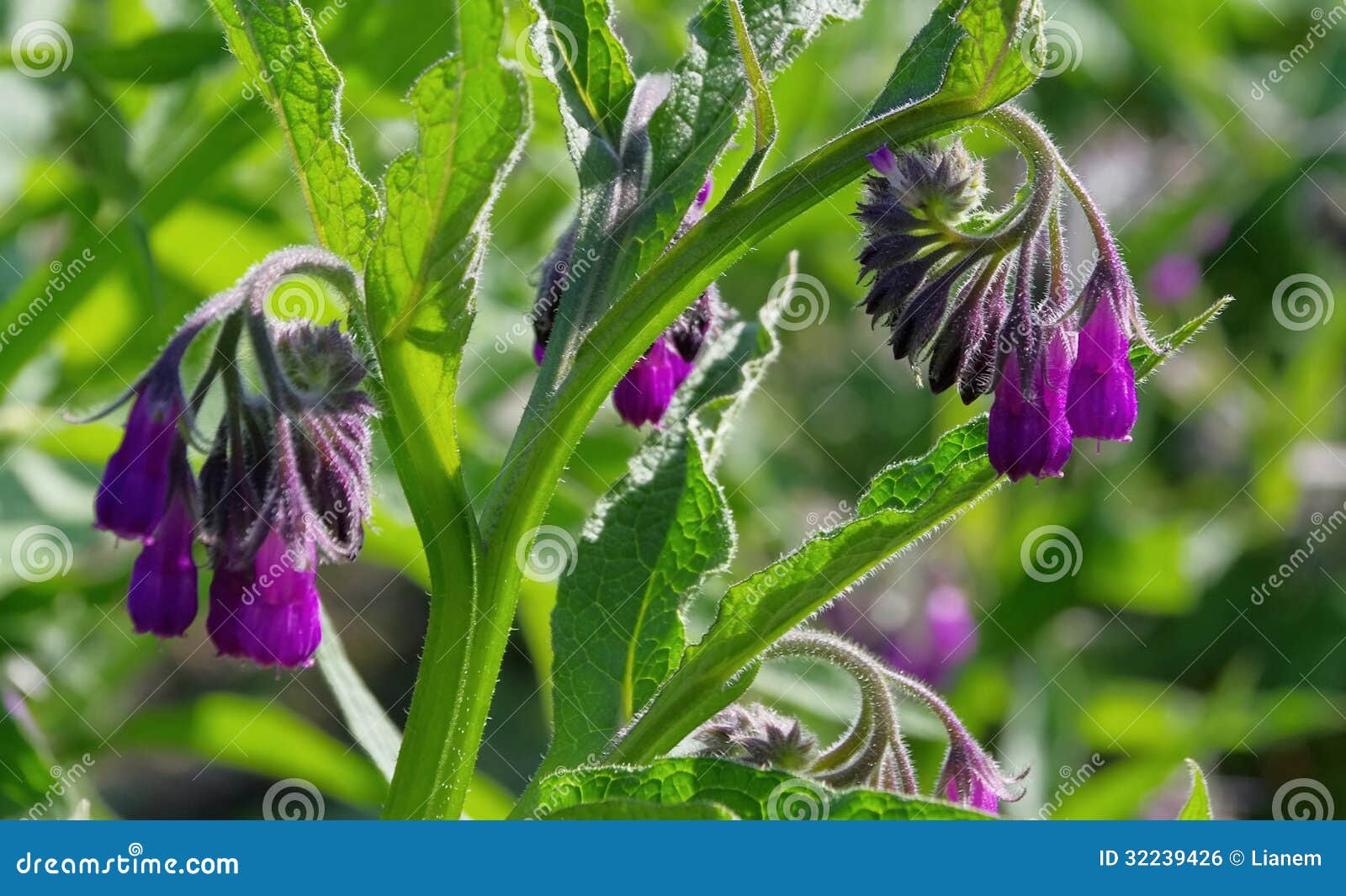 Comfrey stock photo. Image of flower, leaf, comphrey - 32239426