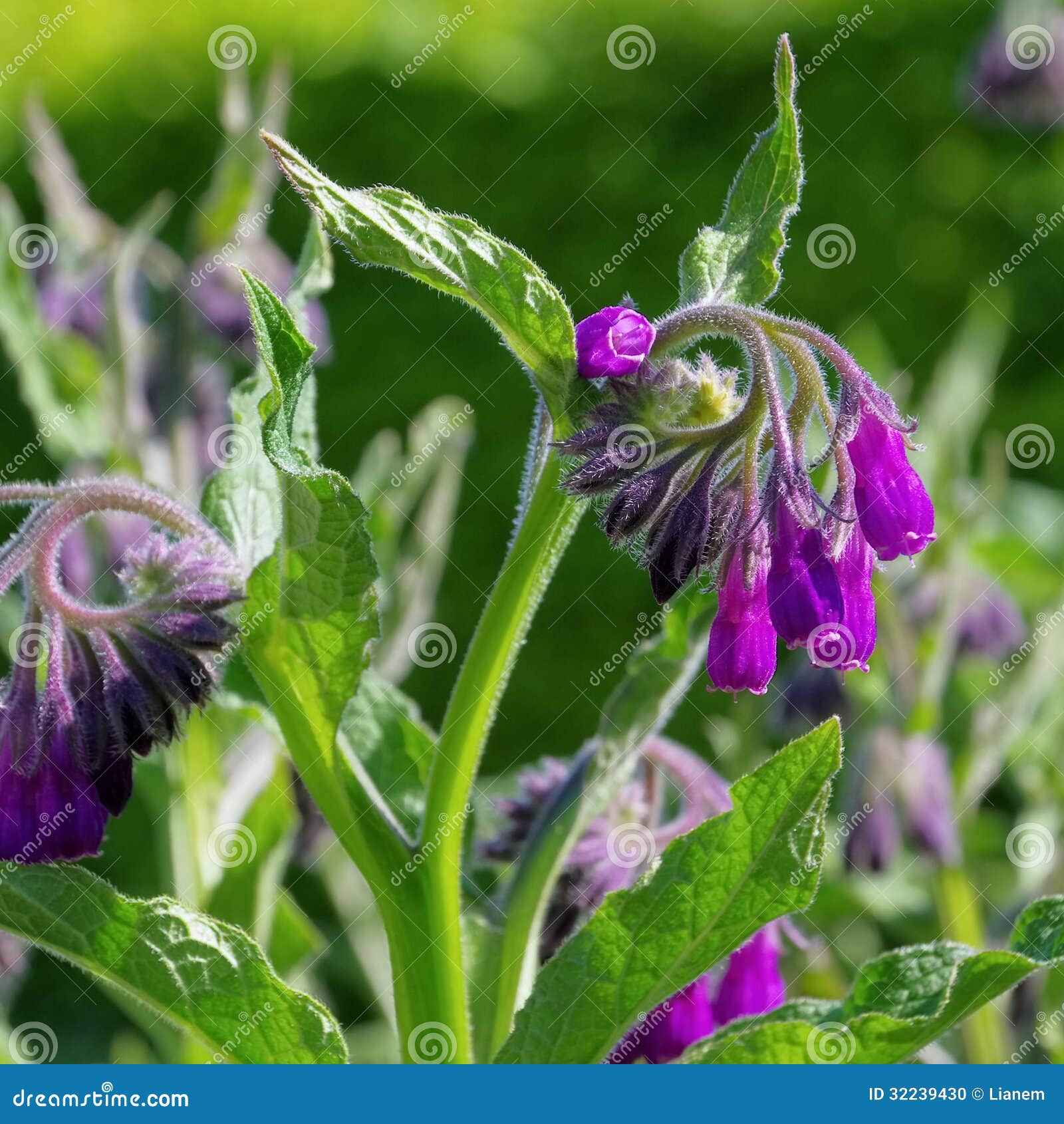 Comfrey stock photo. Image of herbal, symphytum, bloom - 32239430