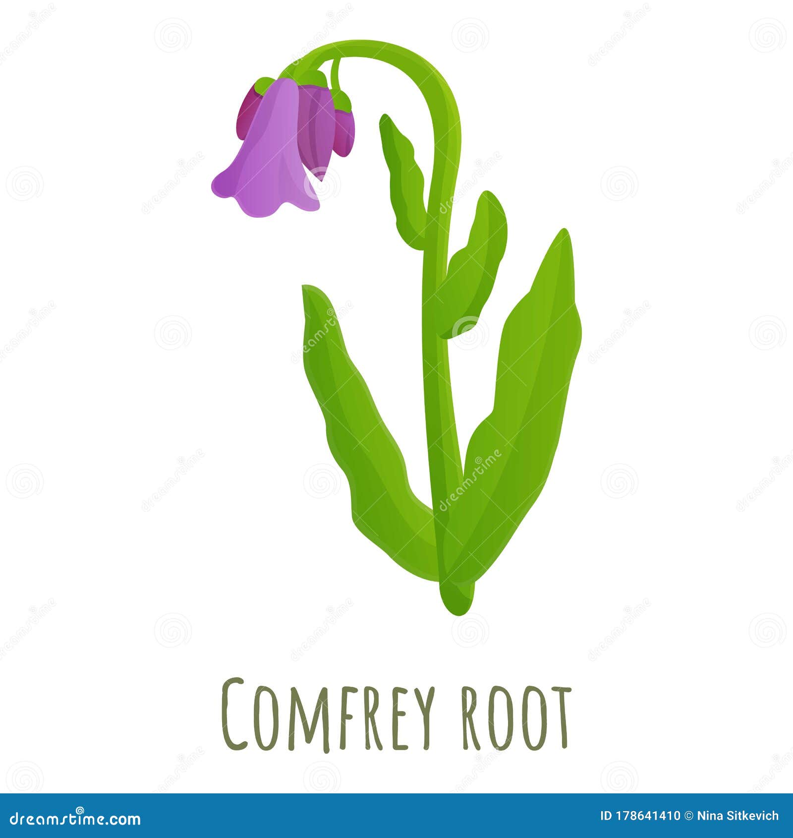 Cartoon Quaker Parakeet On White Background Vector Illustration ...