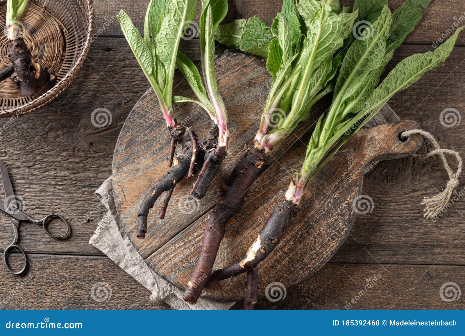 Comfrey Root with Young Leaves Stock Photo - Image of springtime ...