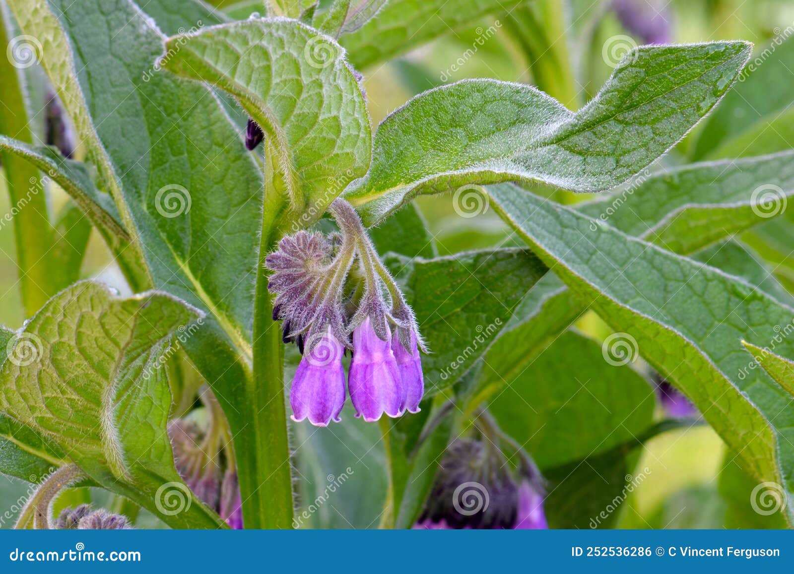 Purple Comfrey Flower Blossom Spiral 04 Stock Photo - Image of spiral ...