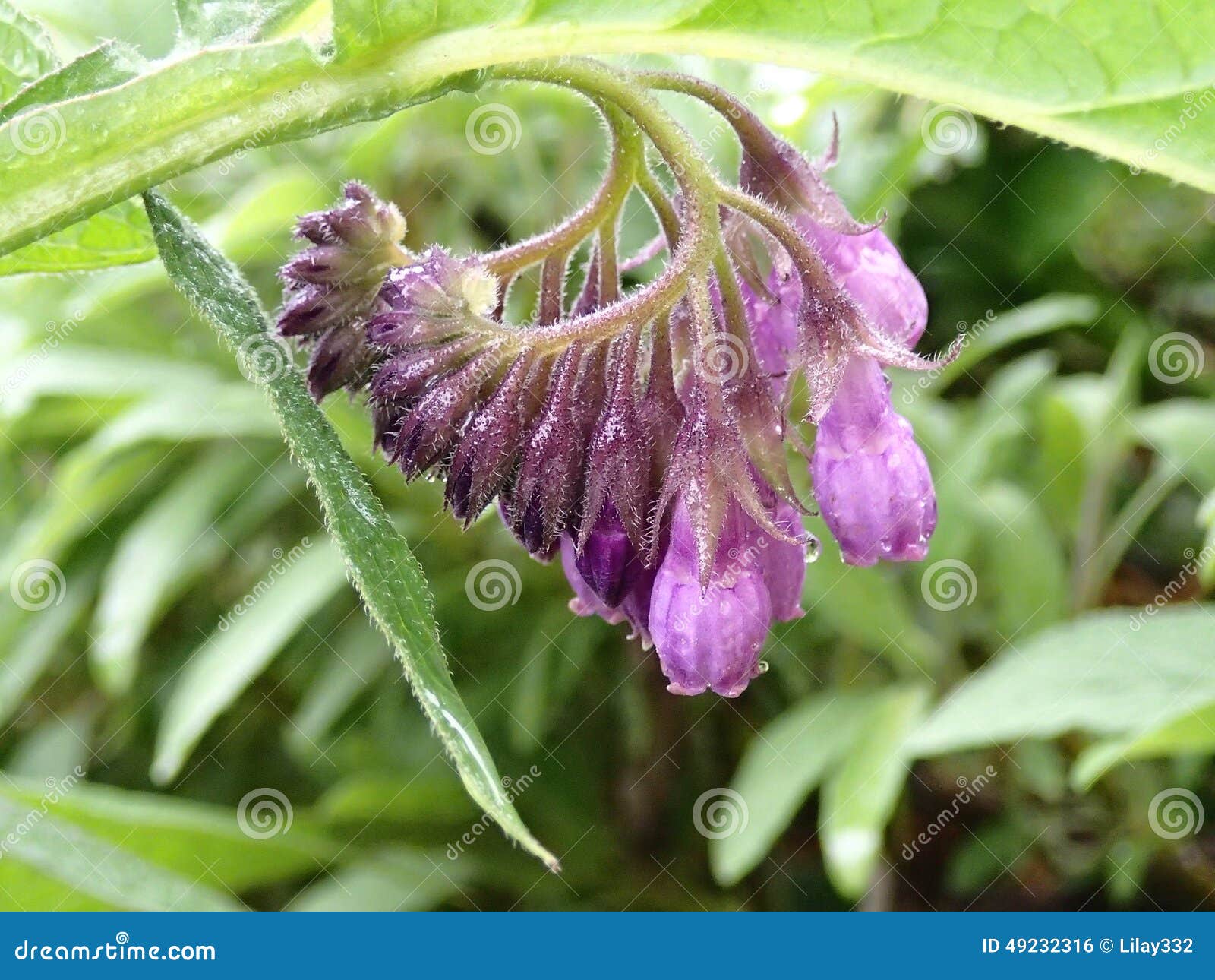 Symphytum Officinale Is A Perennial Flowering Plant In The Family ...