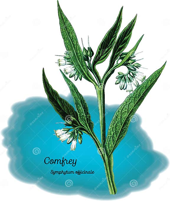 Comfrey stock vector. Illustration of drawing, 19th, vintage - 62656158