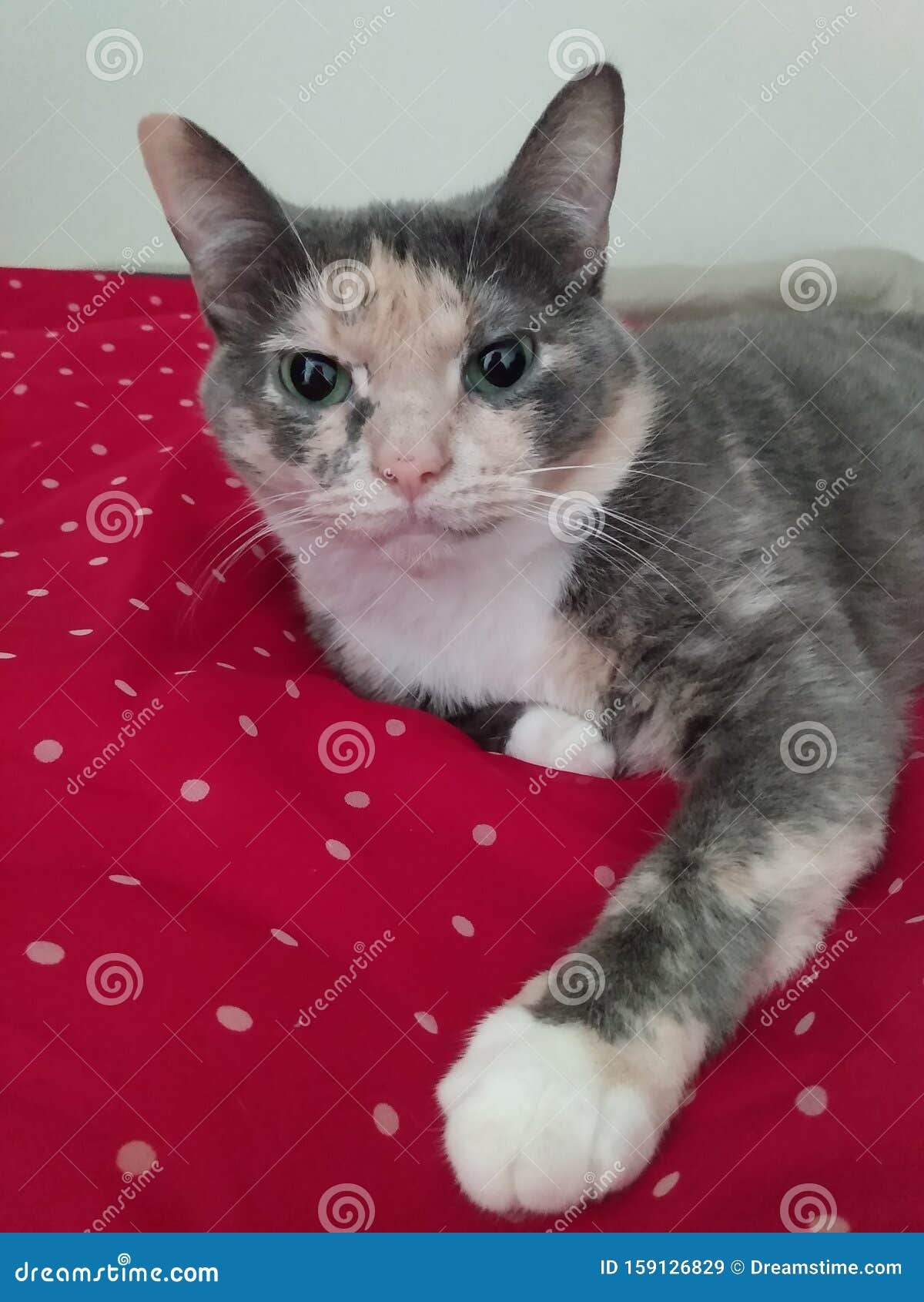 Comfy Kitty Red stock image. Image of kitty, polkadot - 159126829