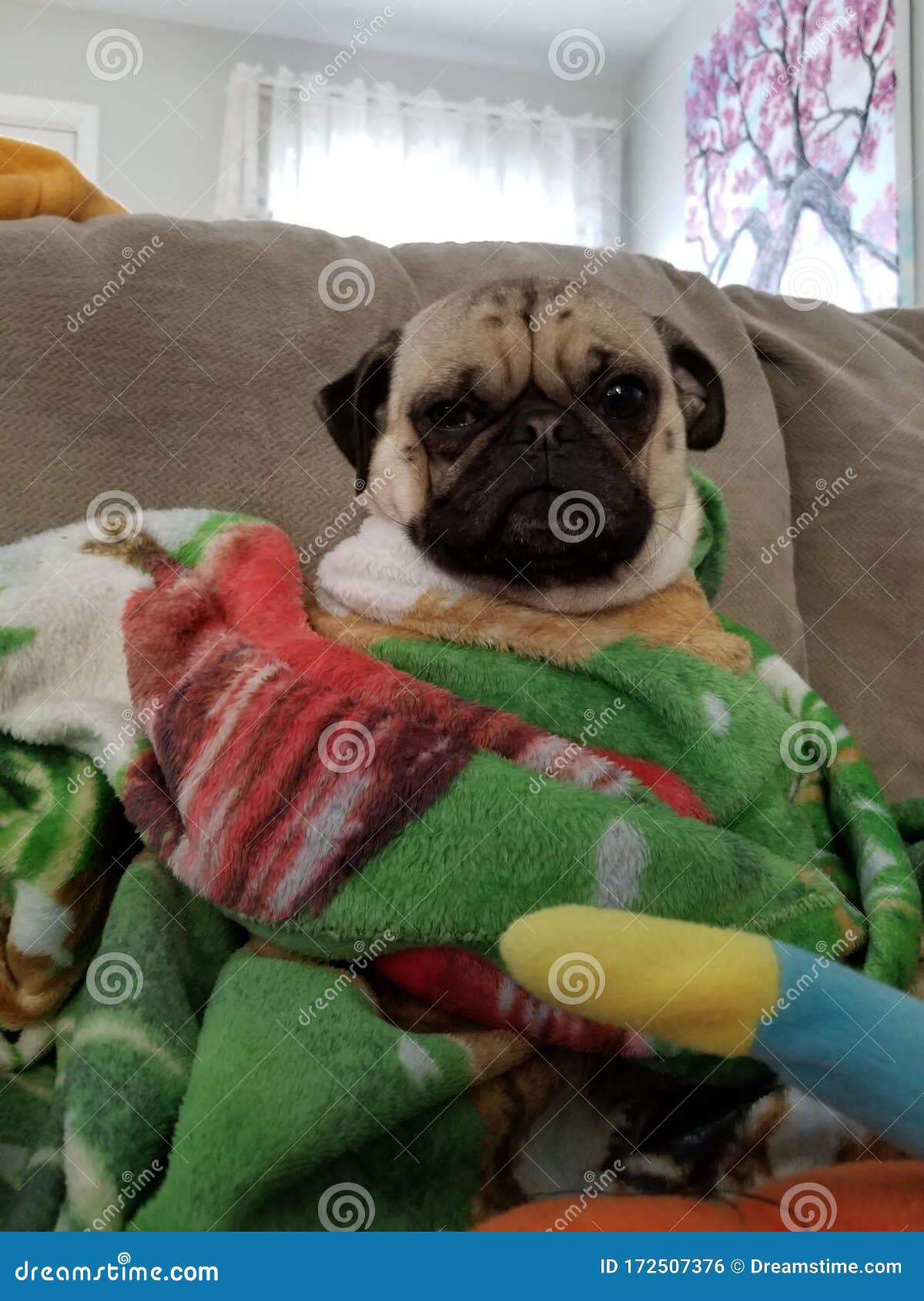 Comfy, Pug, Blanket, Warm, Cutie Stock Photo - Image of cutie, blanket ...