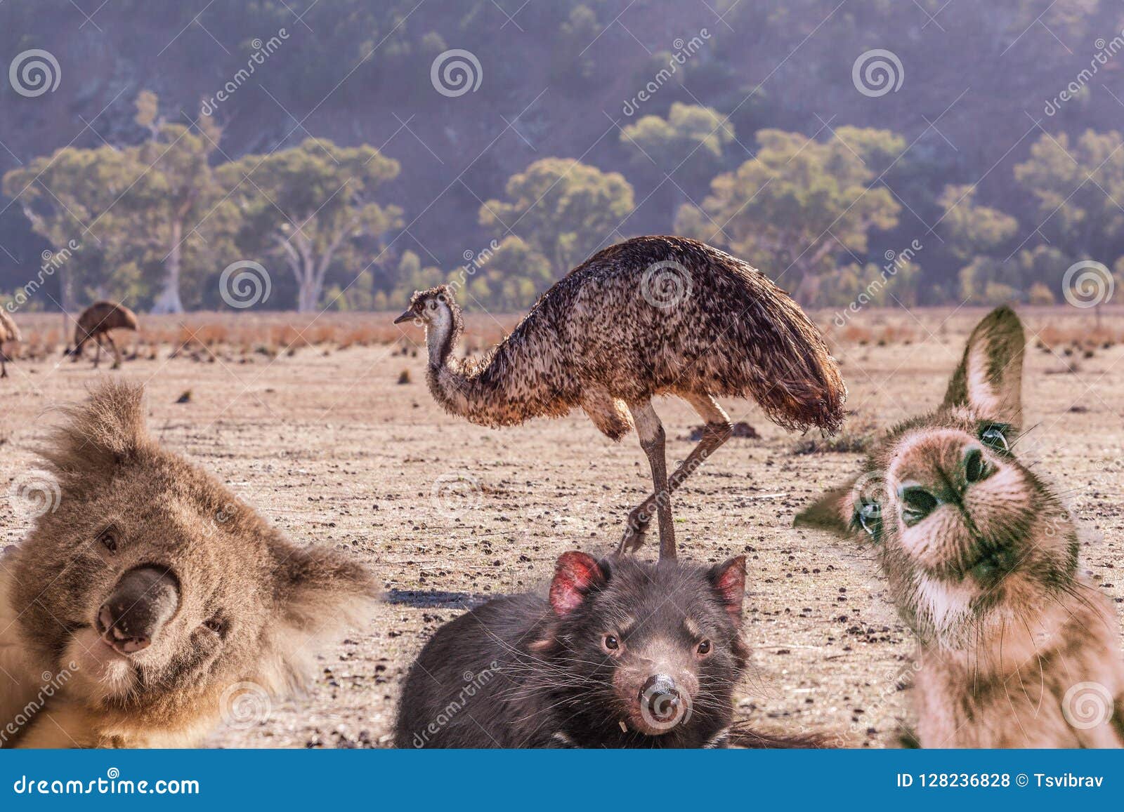 Native Animals, (guanacos) Of The Andes Royalty-Free Stock Photography ...