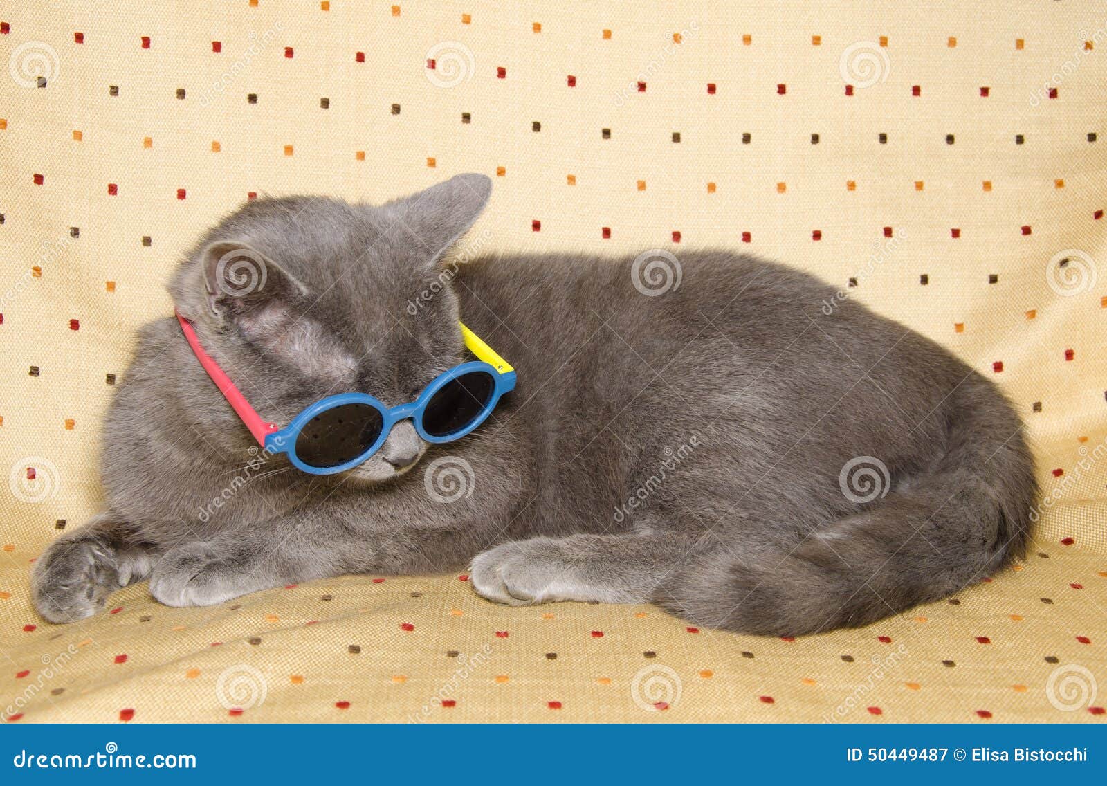Comical Cat with Sunglasses Stock Image - Image of kitten, holiday ...