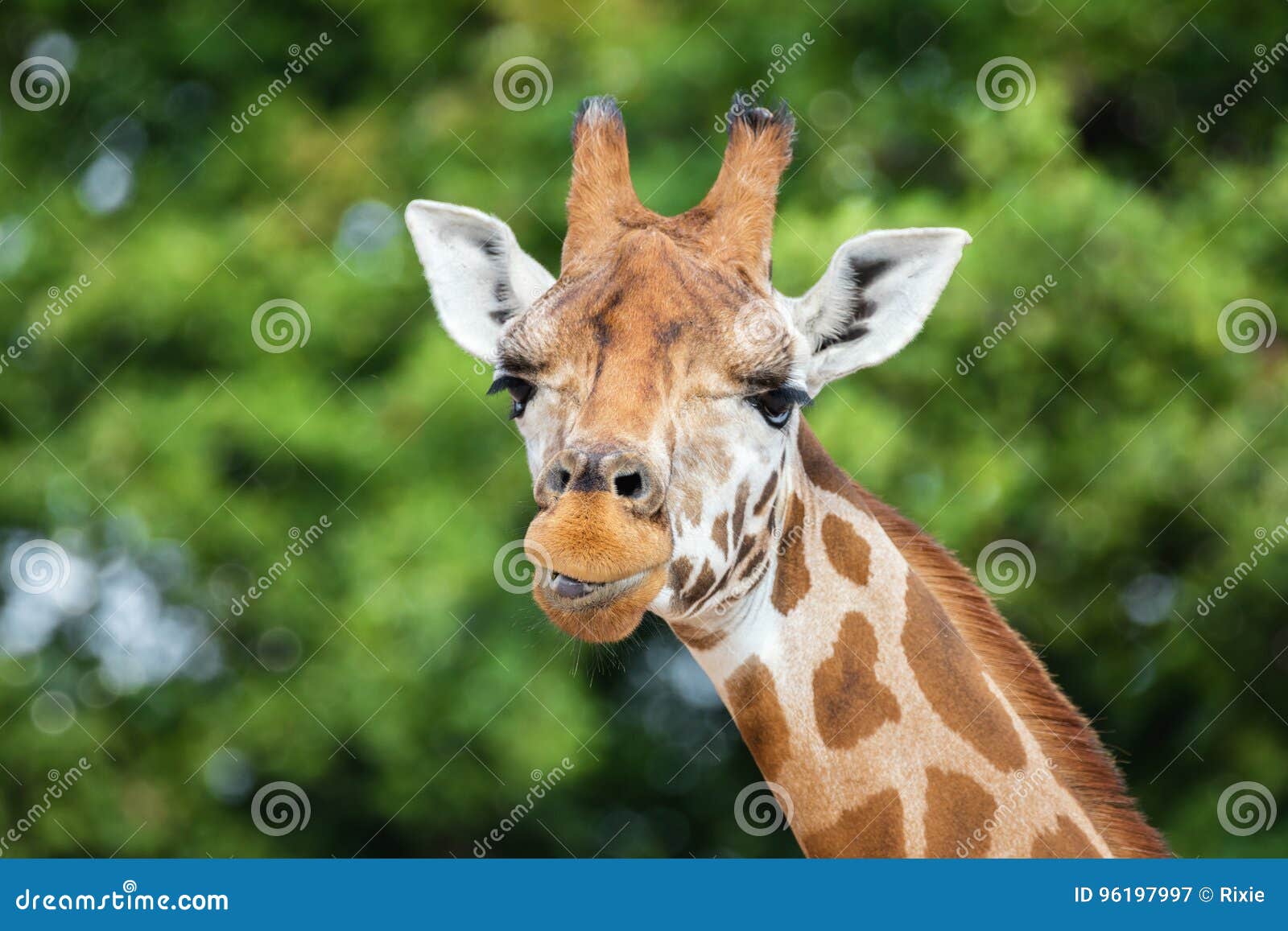 Comical giraffe portrait stock image. Image of pattern - 96197997