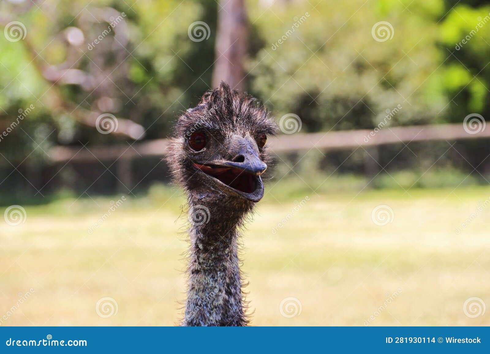 Comical Image of an Emu Looking Directly at the Camera with Its Beak ...
