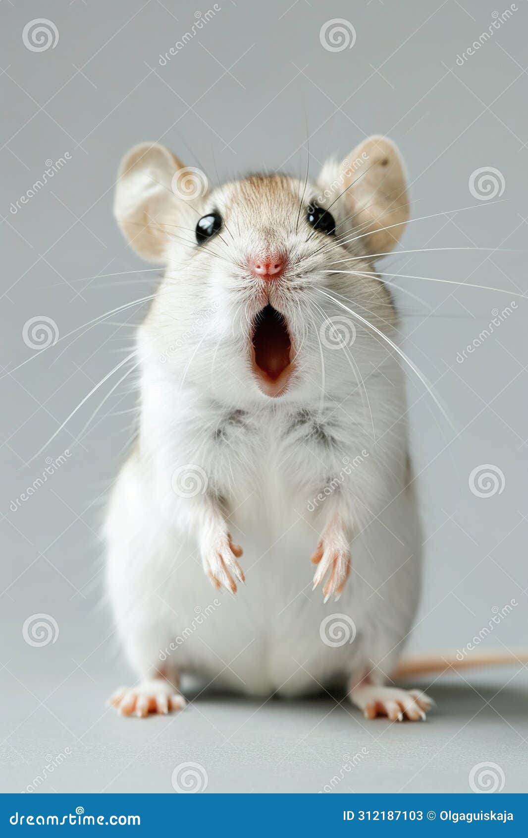 Comical White Mouse with a Surprised Expression on Grey Background ...