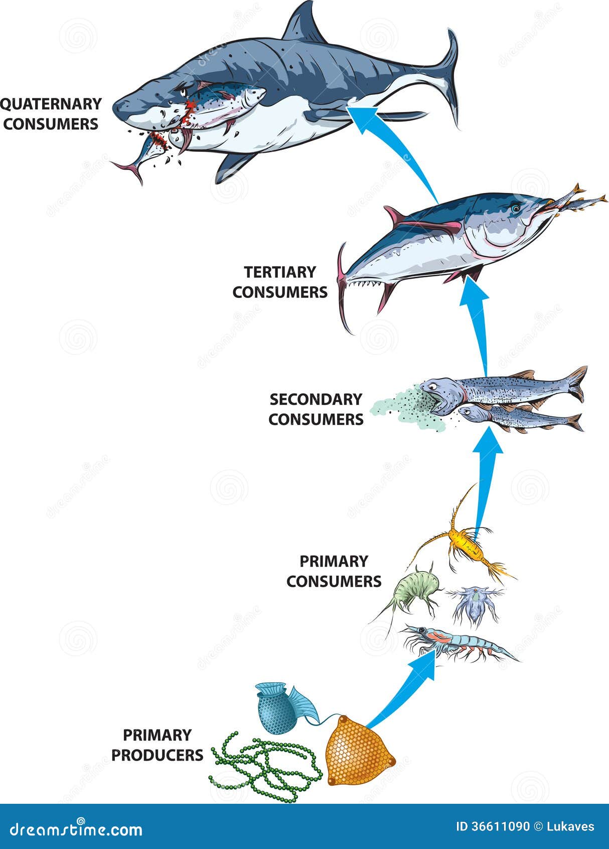 Comida Cadena-marina Foto de archivo - Imagen: 36611090