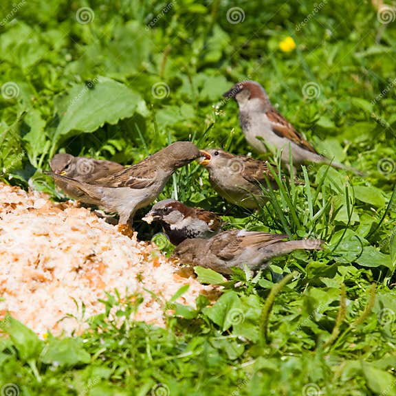 Comida Campestre Para Los Gorriones Imagen de archivo - Imagen de ...