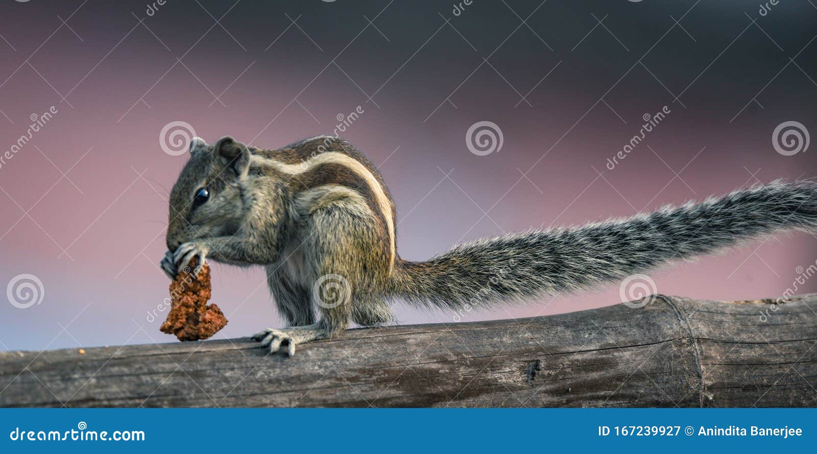 Comida De Ardilla De Ciruela India Imagen de archivo - Imagen de comer ...