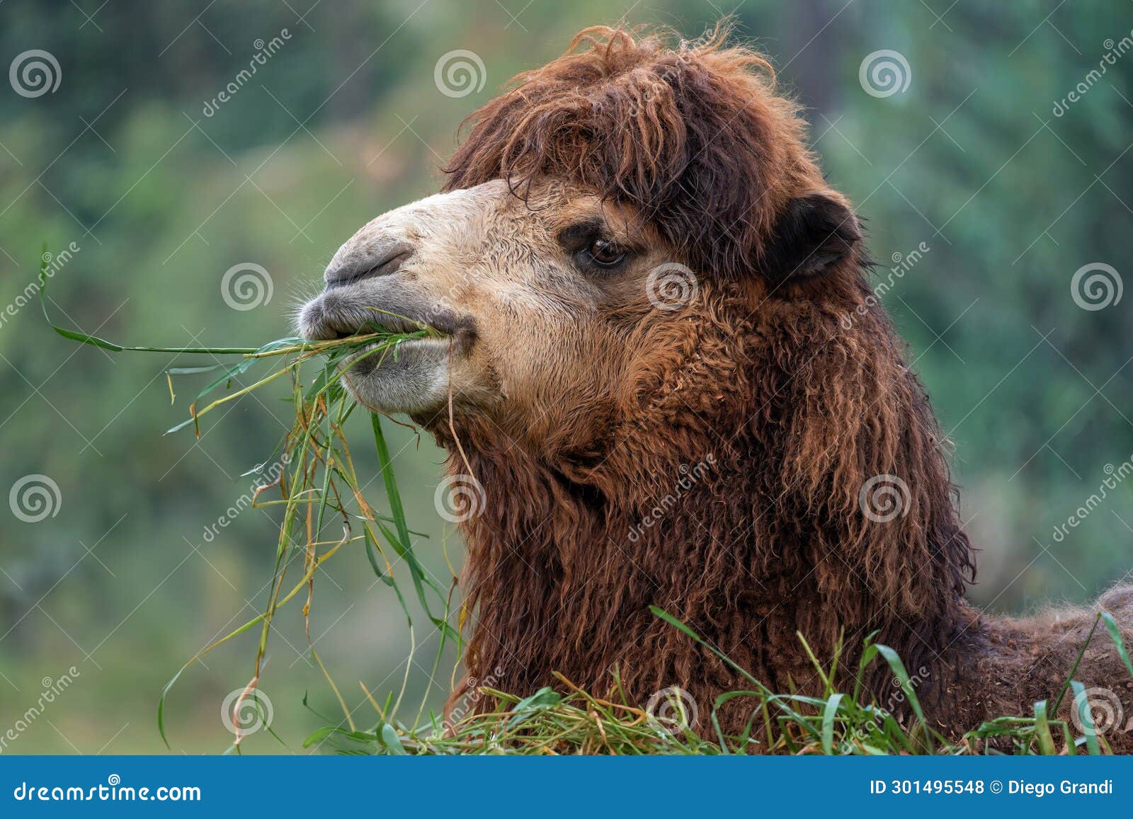 Comida De Camellos De Bactria Foto de archivo - Imagen de asia, cubo ...