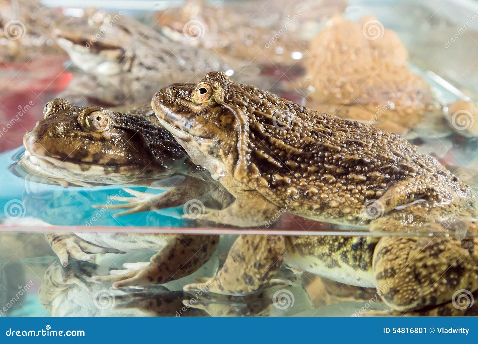 Comida De La Rana De La Tajada Imagen de archivo - Imagen de fondo ...