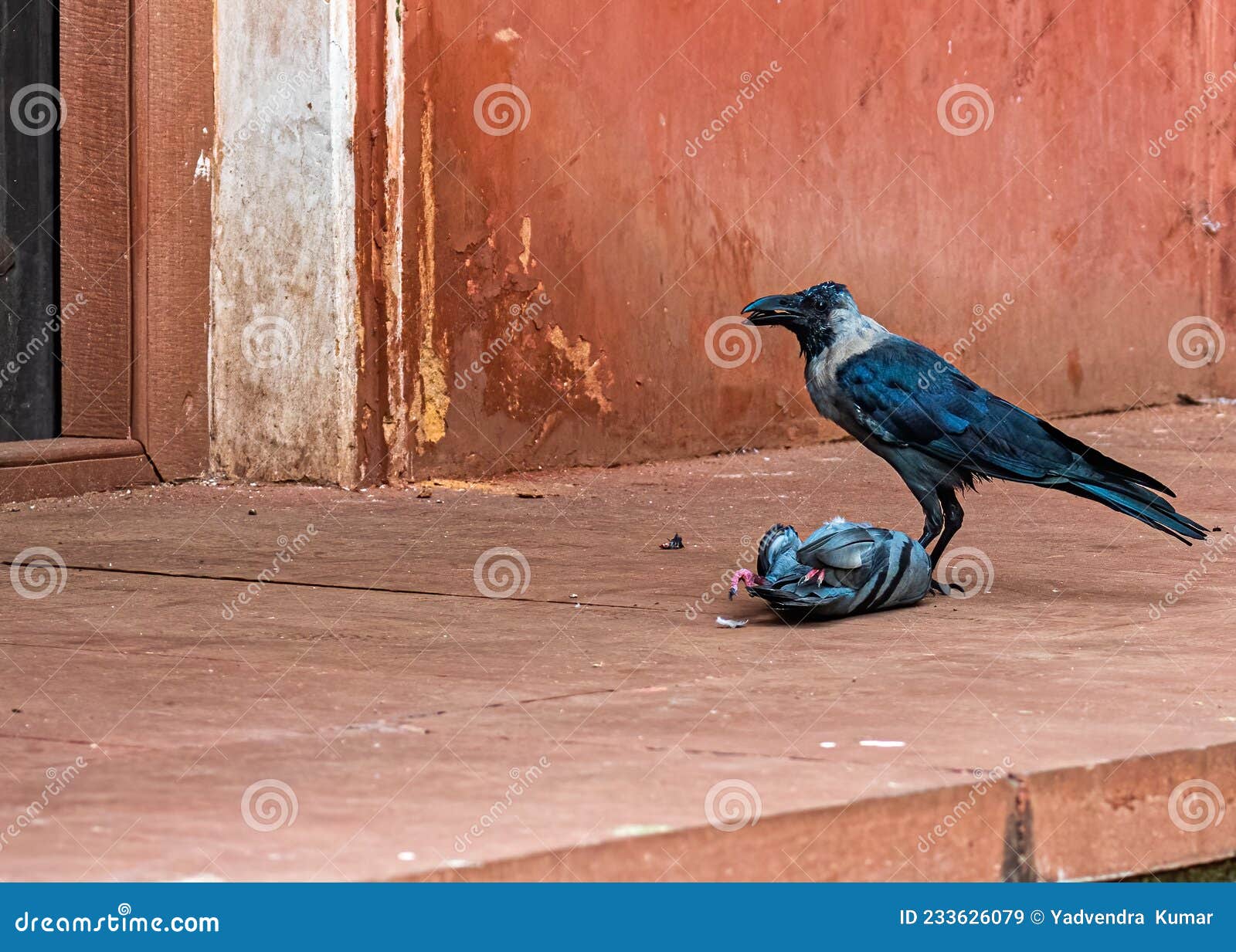 Comida De Paloma Muerta De Un Cuervo Imagen de archivo - Imagen de ...