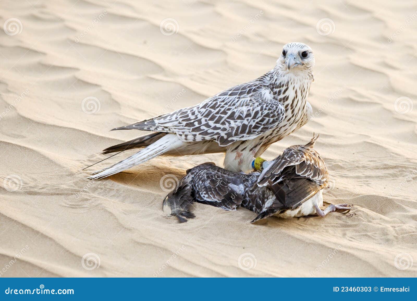 Comida del halcón imagen de archivo. Imagen de mascota - 23460303