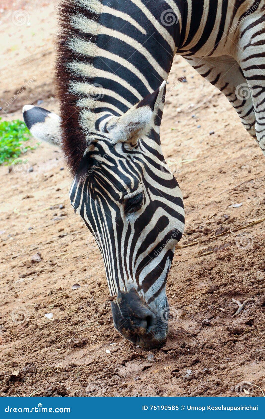 Comida Del Hallazgo De La Cebra En La Planta Imagen de archivo - Imagen ...