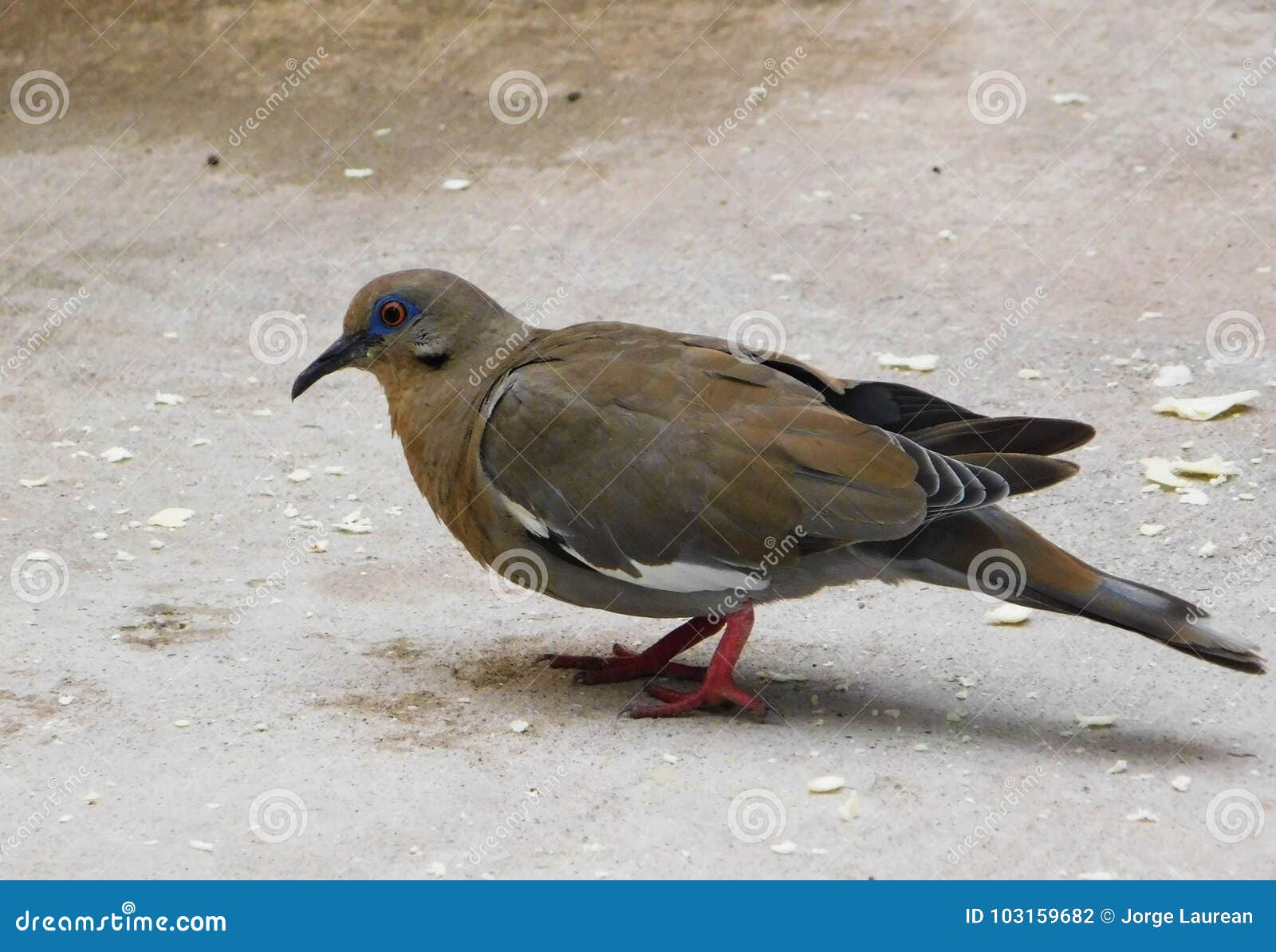 Comida Del Hallazgo De La Paloma Foto de archivo - Imagen de paloma ...