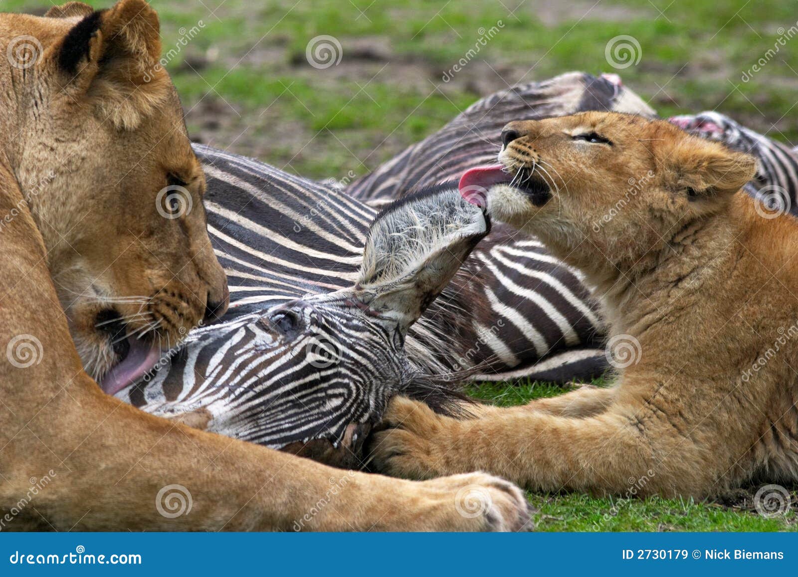Comida del león imagen de archivo. Imagen de despredador - 2730179