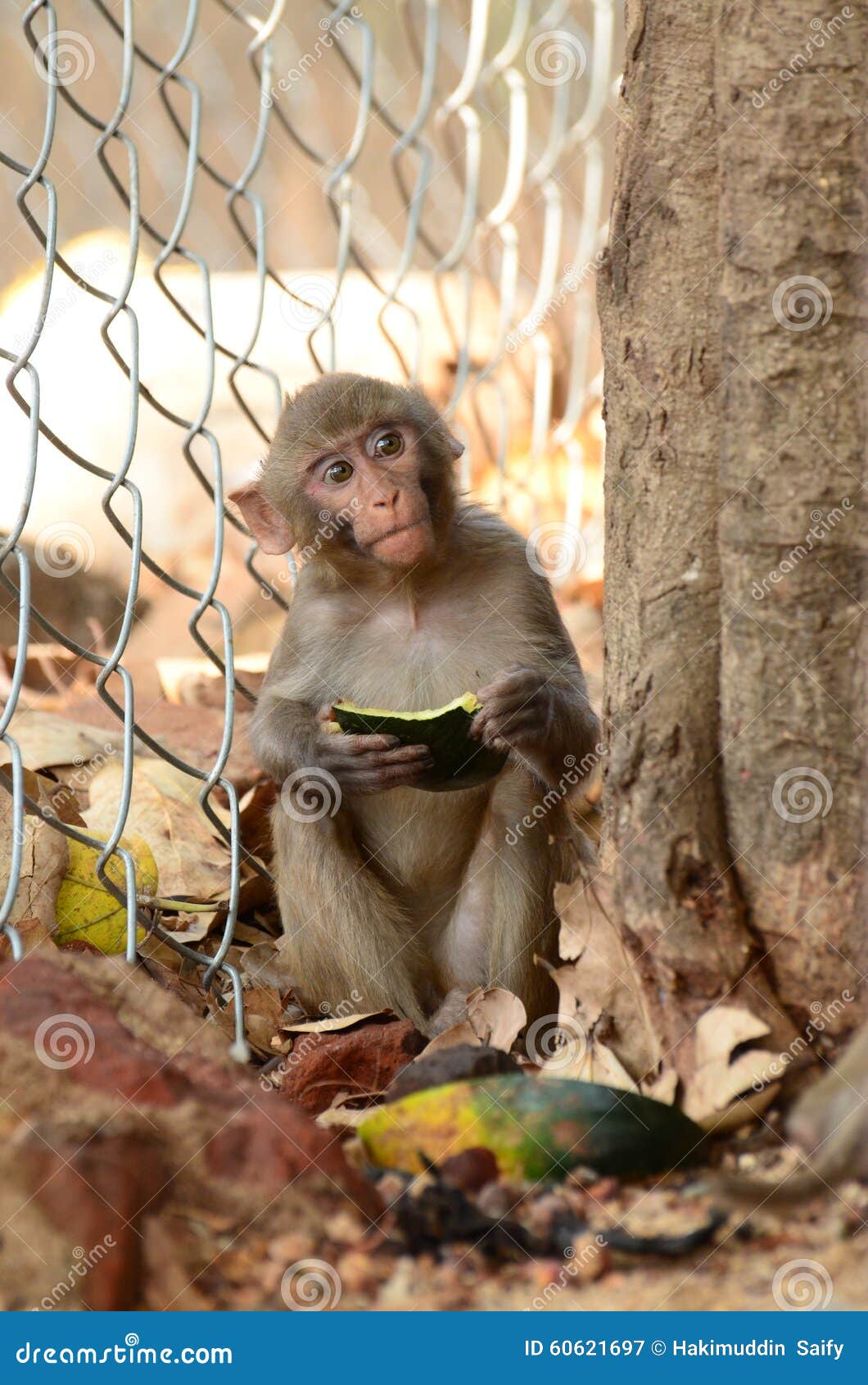 Comida del mono imagen de archivo. Imagen de reloj, travieso - 60621697