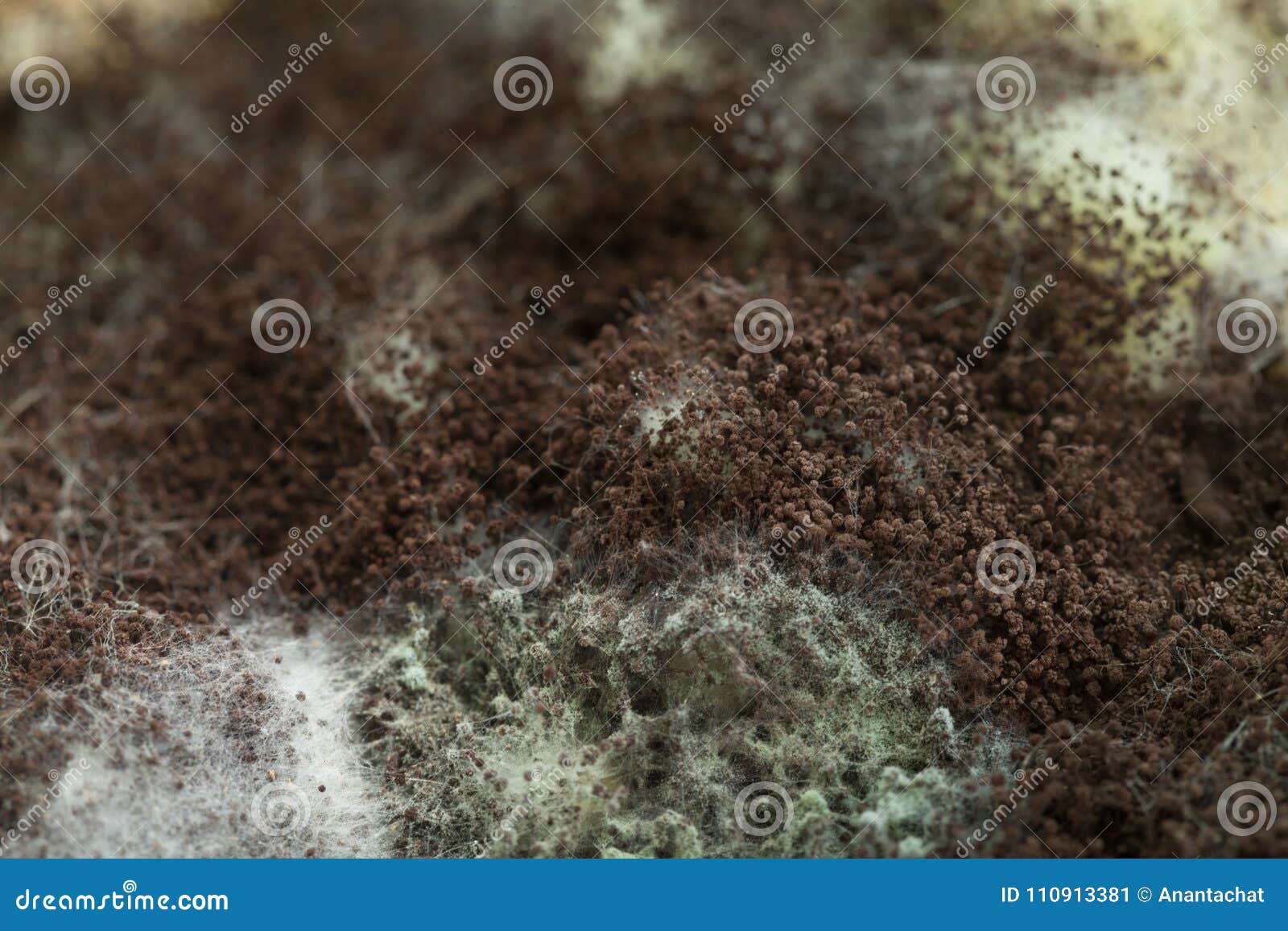 Comida mohosa imagen de archivo. Imagen de hongo, cierre - 110913381