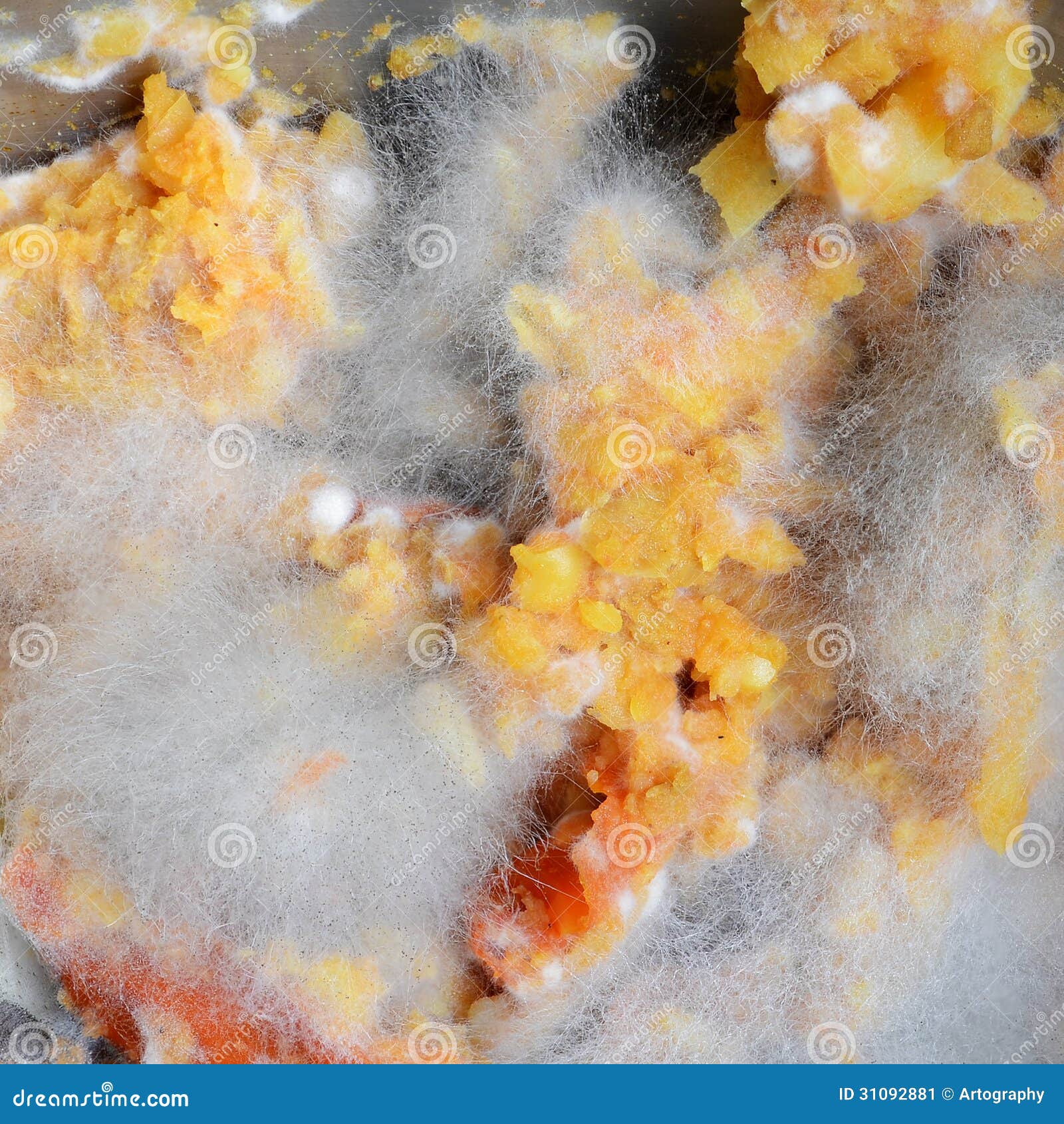 Comida mohosa imagen de archivo. Imagen de blanco, amarillo - 31092881